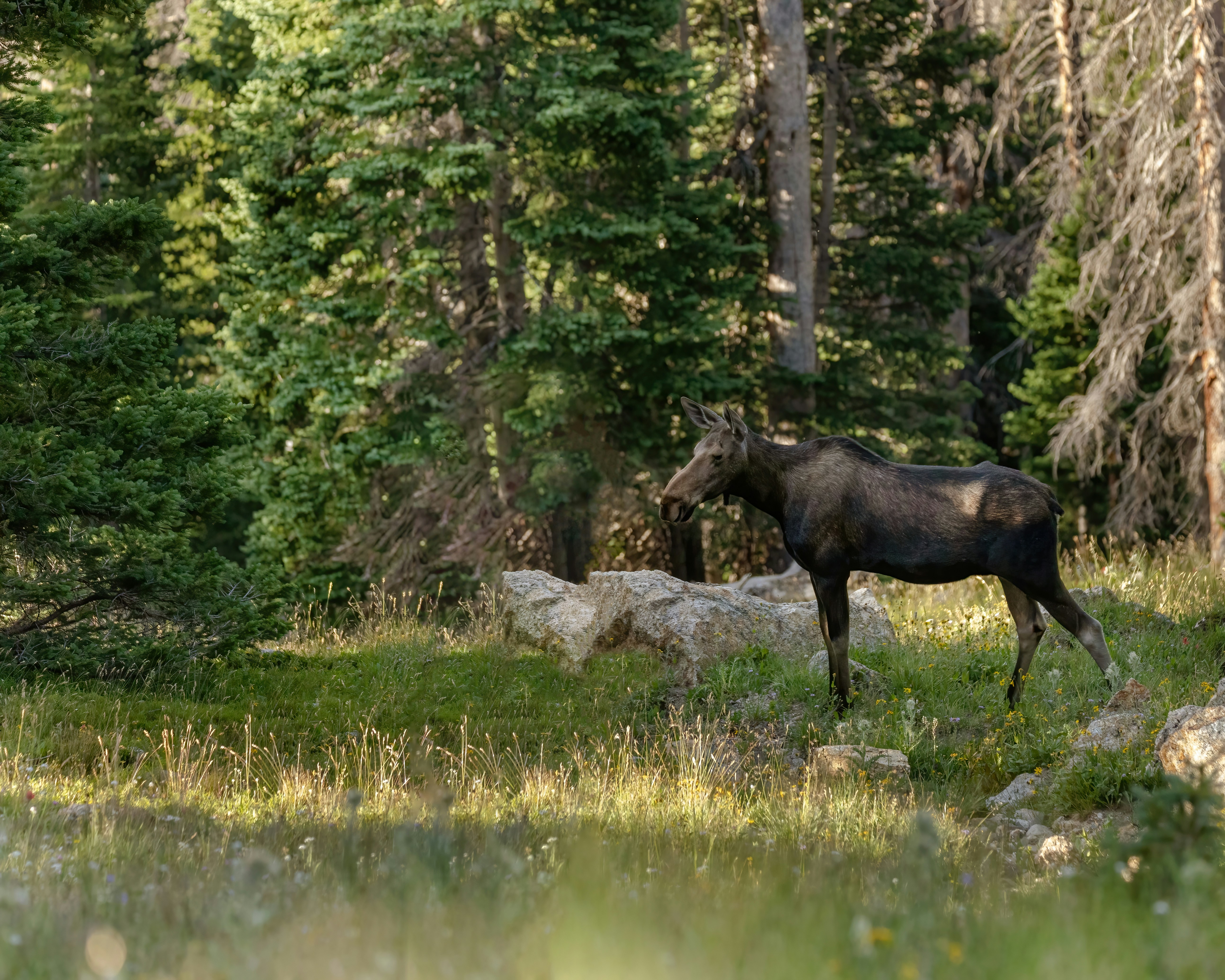 A moose walking on a rock by a river photo – Free Animal Image on Unsplash