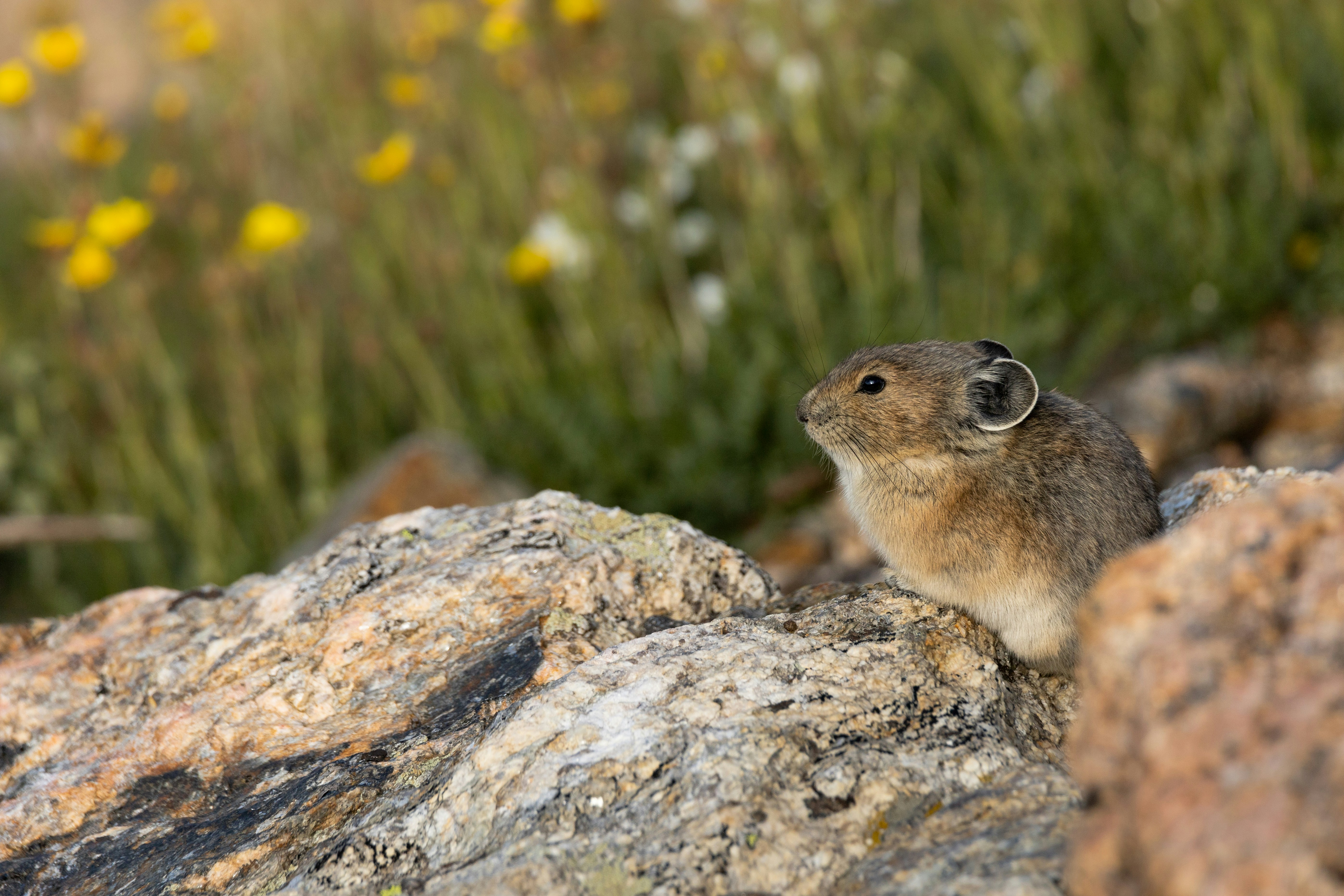A couple of small rodents on a rock photo – Free Animal Image on Unsplash