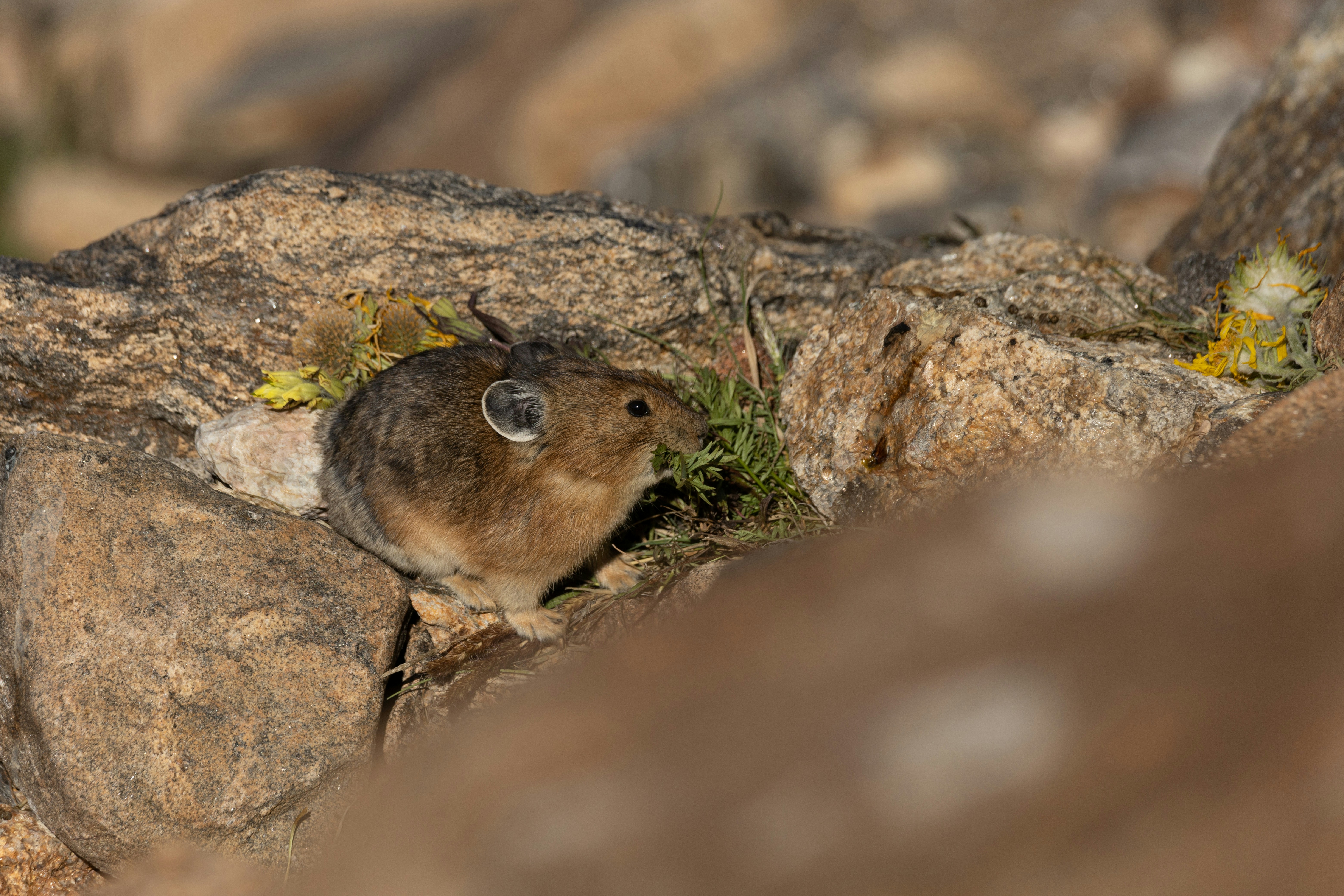 A small pika foraging among rocks and wildflowers in a rugged landscape. The scene captures the essence of alpine wildlife in its natural habitat.