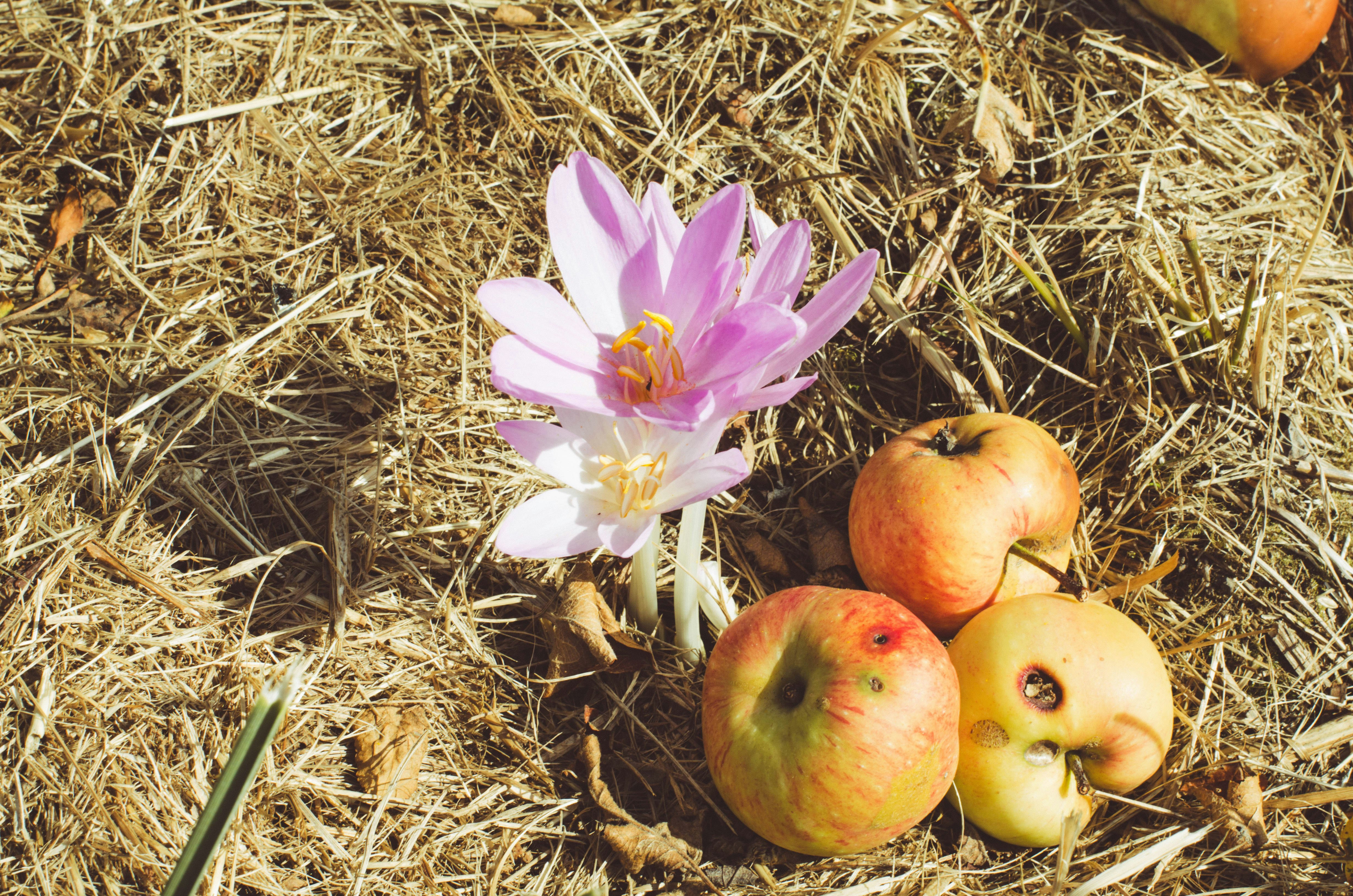 Pink Crocus Amid Straw and Apples: A Quiet Harvest Still-Life