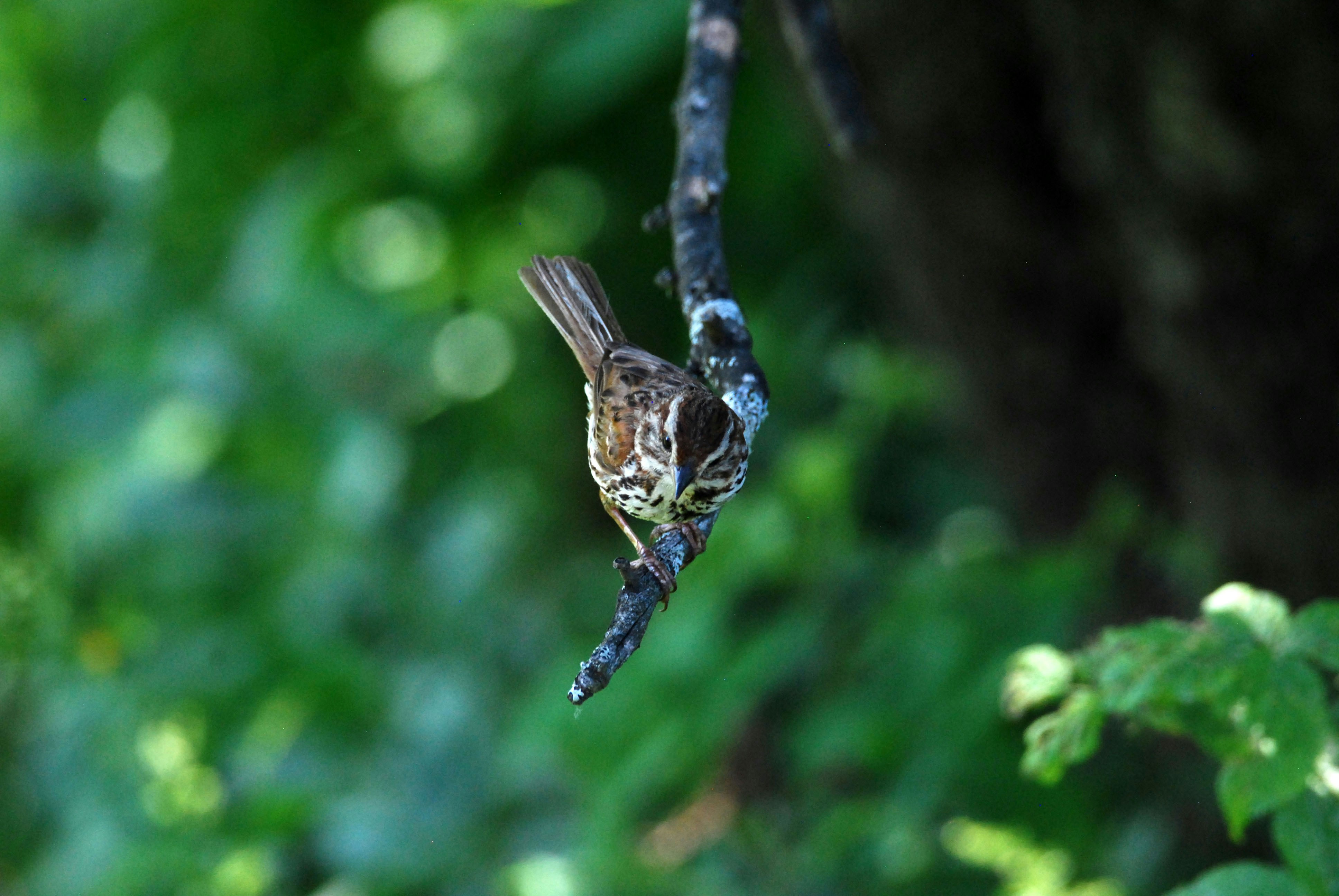 Song sparrow perched on a slender branch against a lush green backdrop.