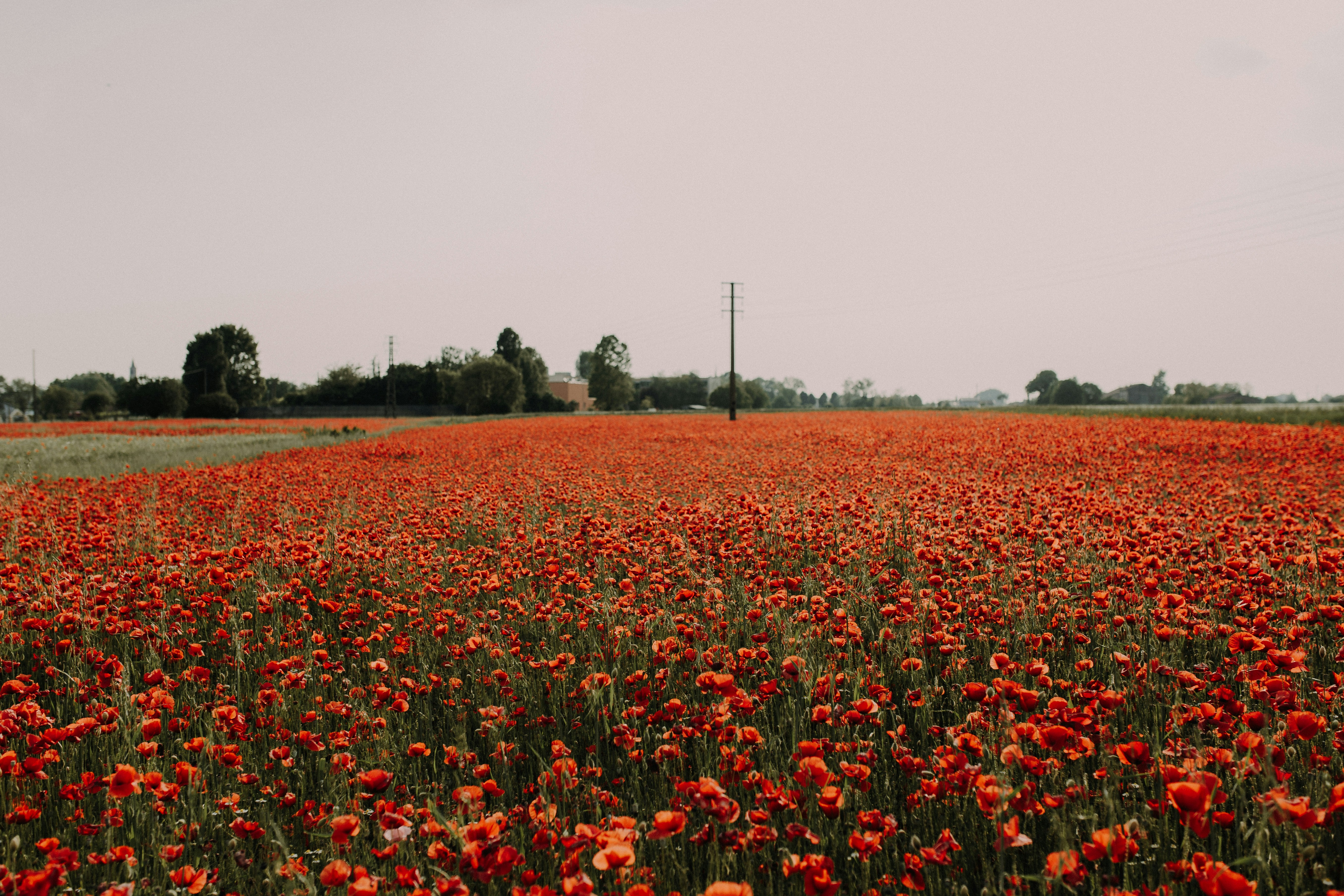 Un champ de fleurs rouges photo – Photo Brun Gratuite sur Unsplash