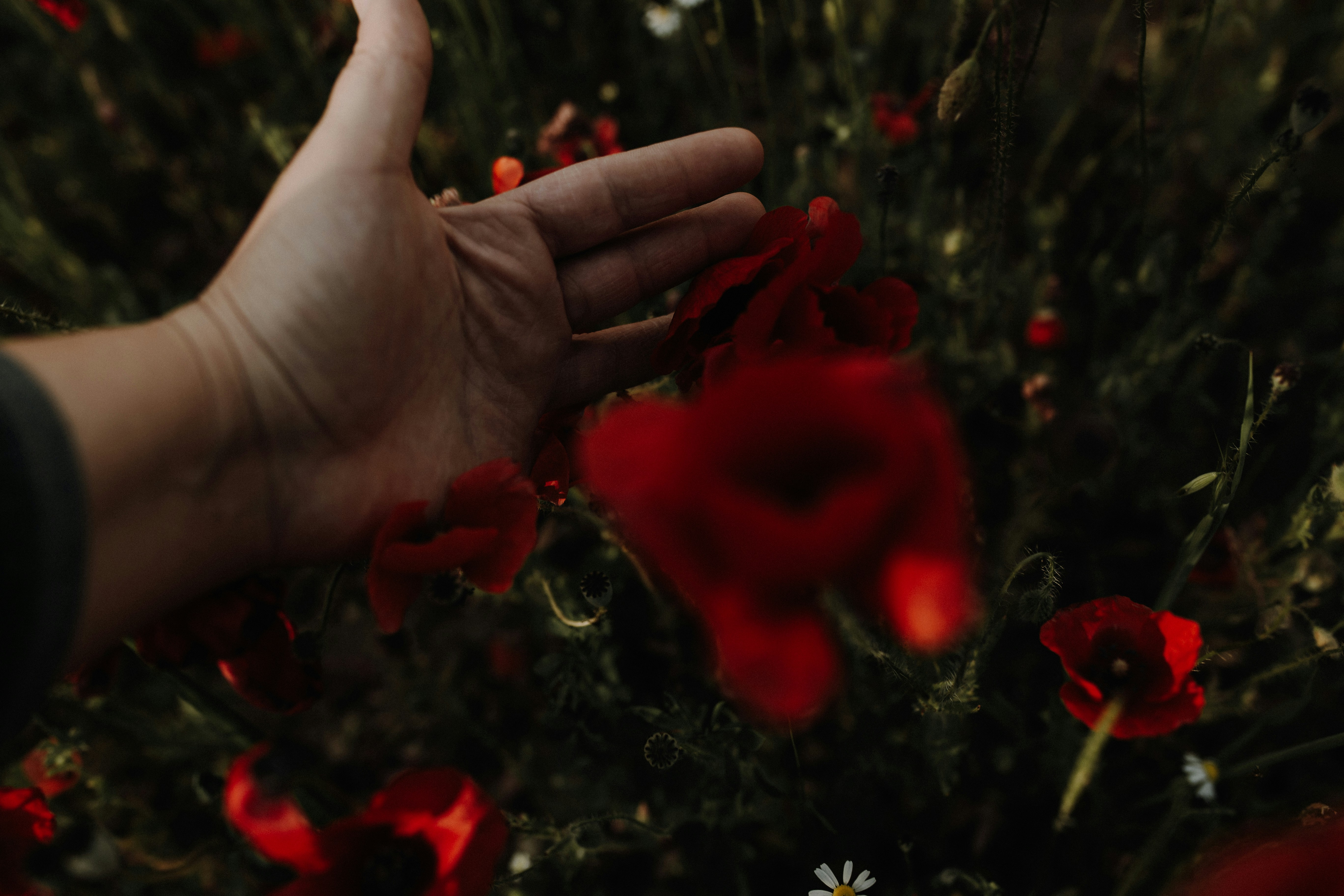Crimson Quiet: Hand Among Poppies in Dim Light