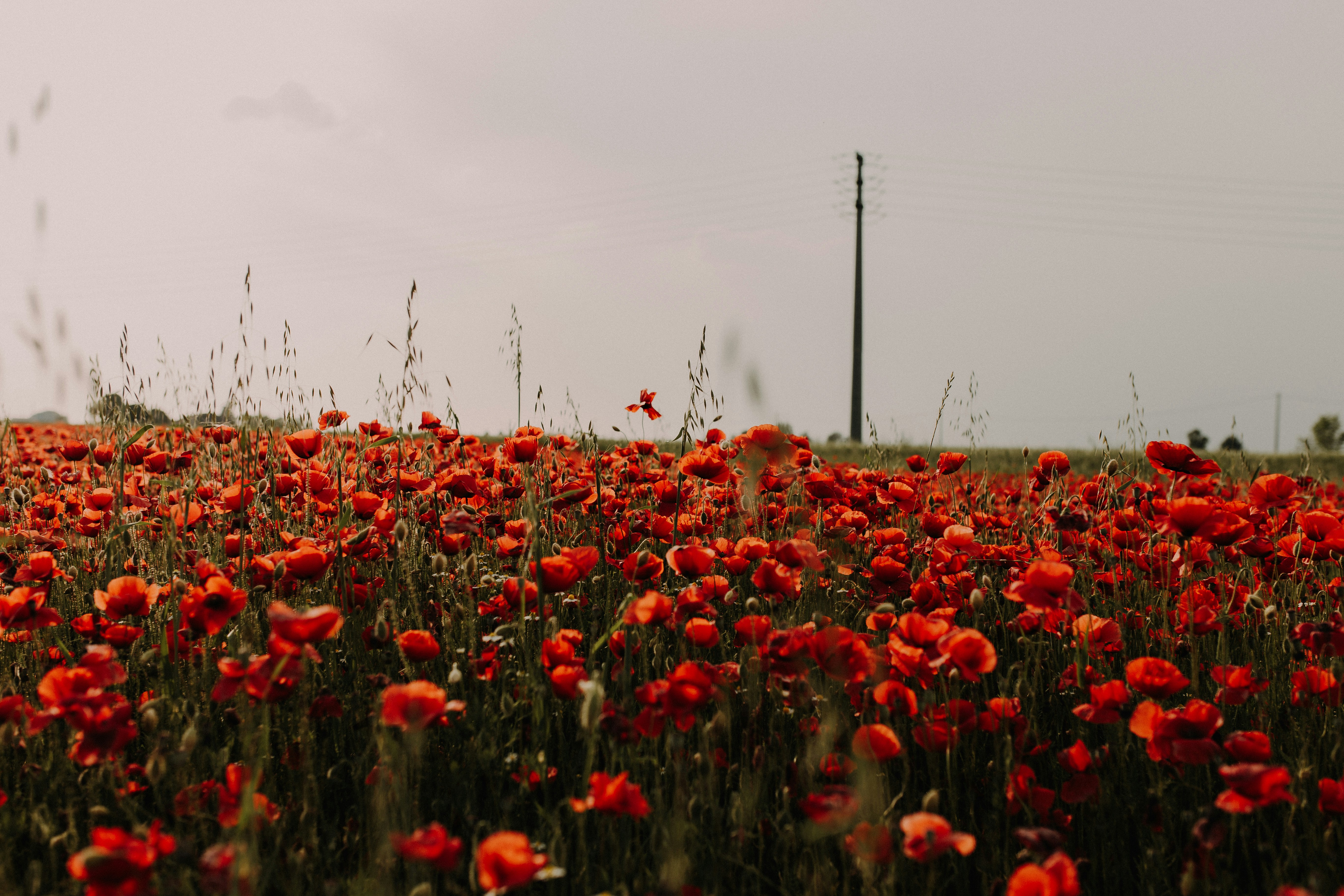 Un champ de fleurs rouges photo – Image gratuite de Pavot sur Unsplash