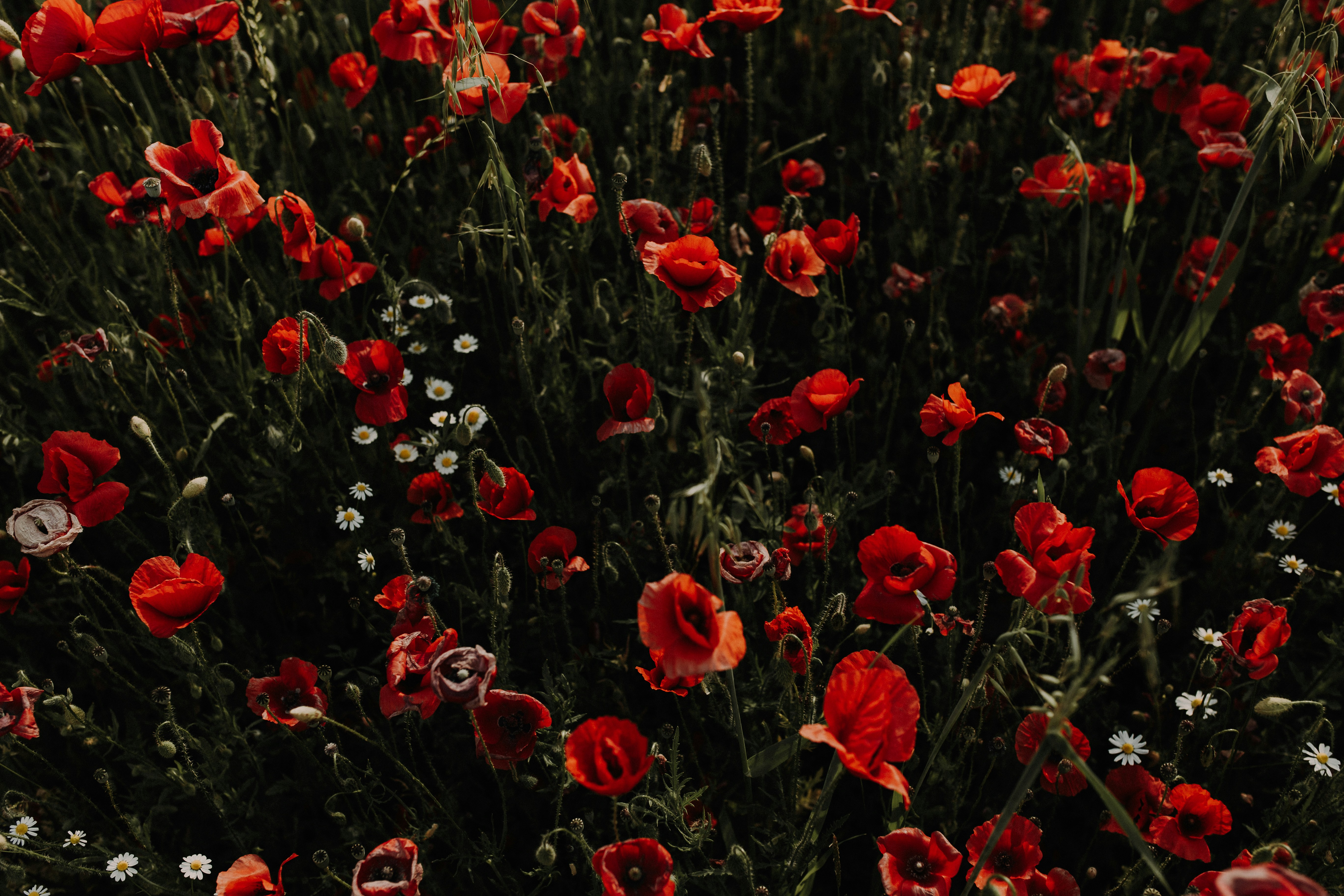 Rouge Coquelicot Photos | Télécharger des images gratuites sur Unsplash