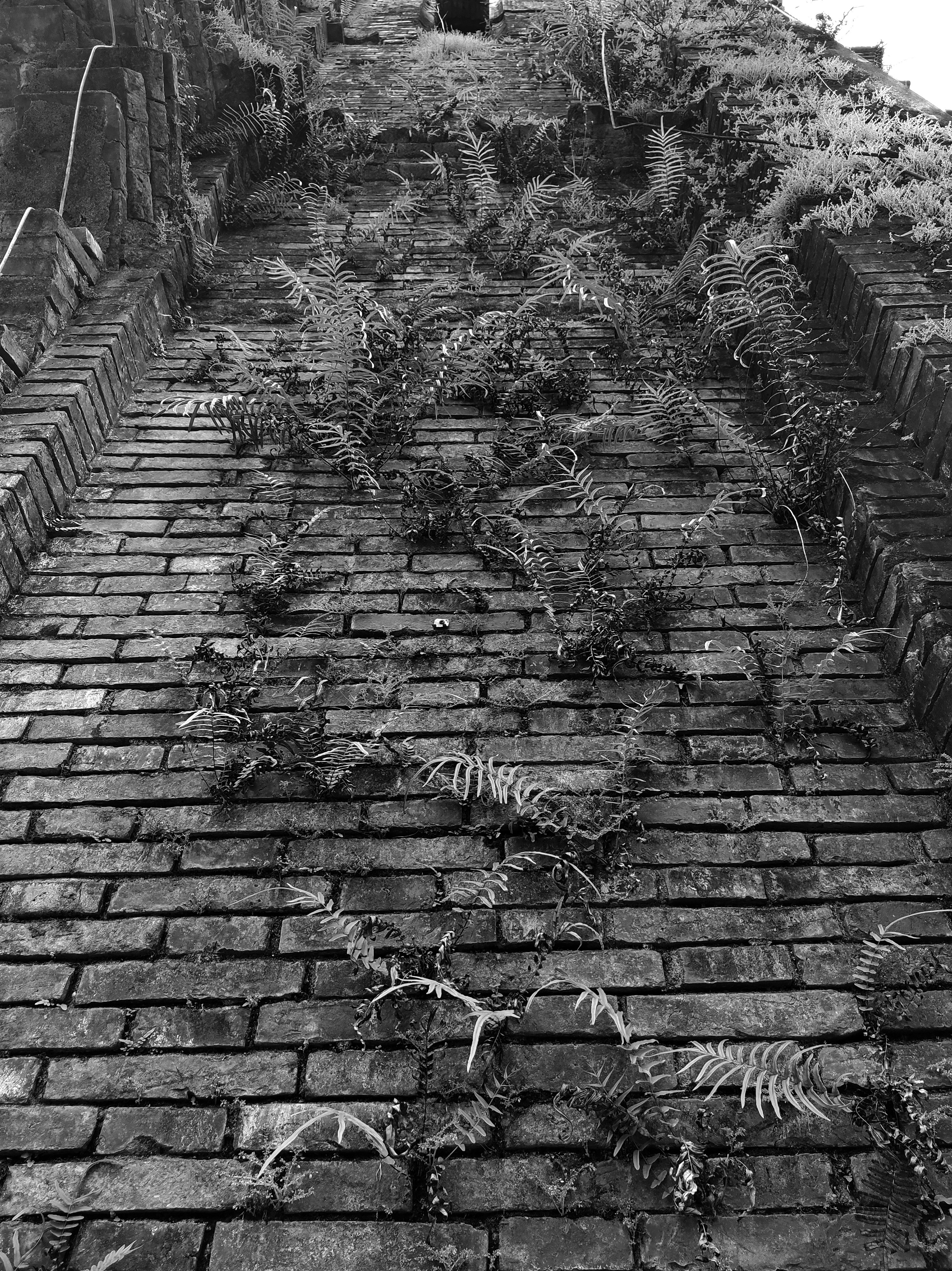 Fern-Clad Brick Steps Reaching Toward a Quiet Ruin