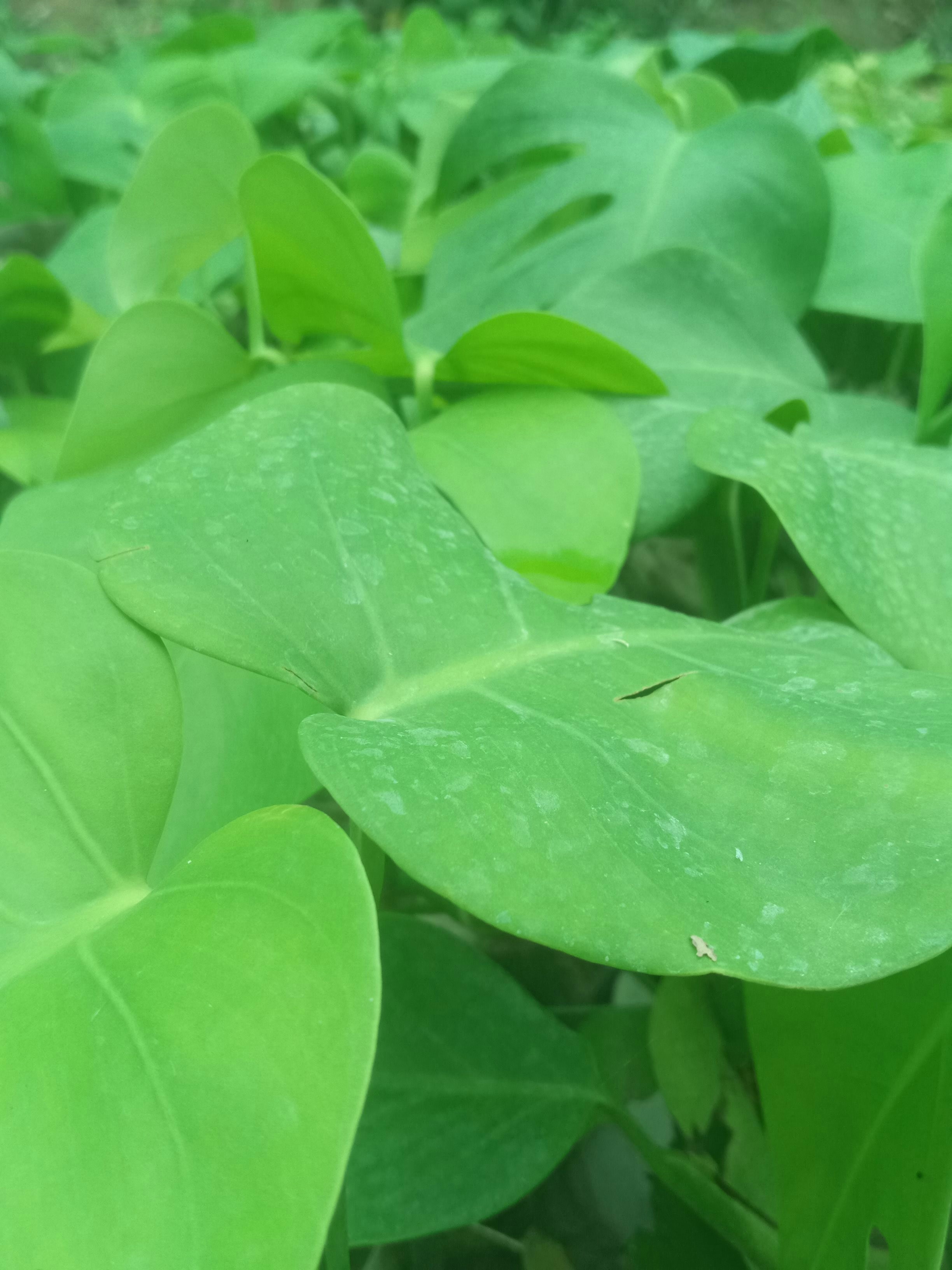 Lime Canopy: a close-up study of overlapping broad leaves