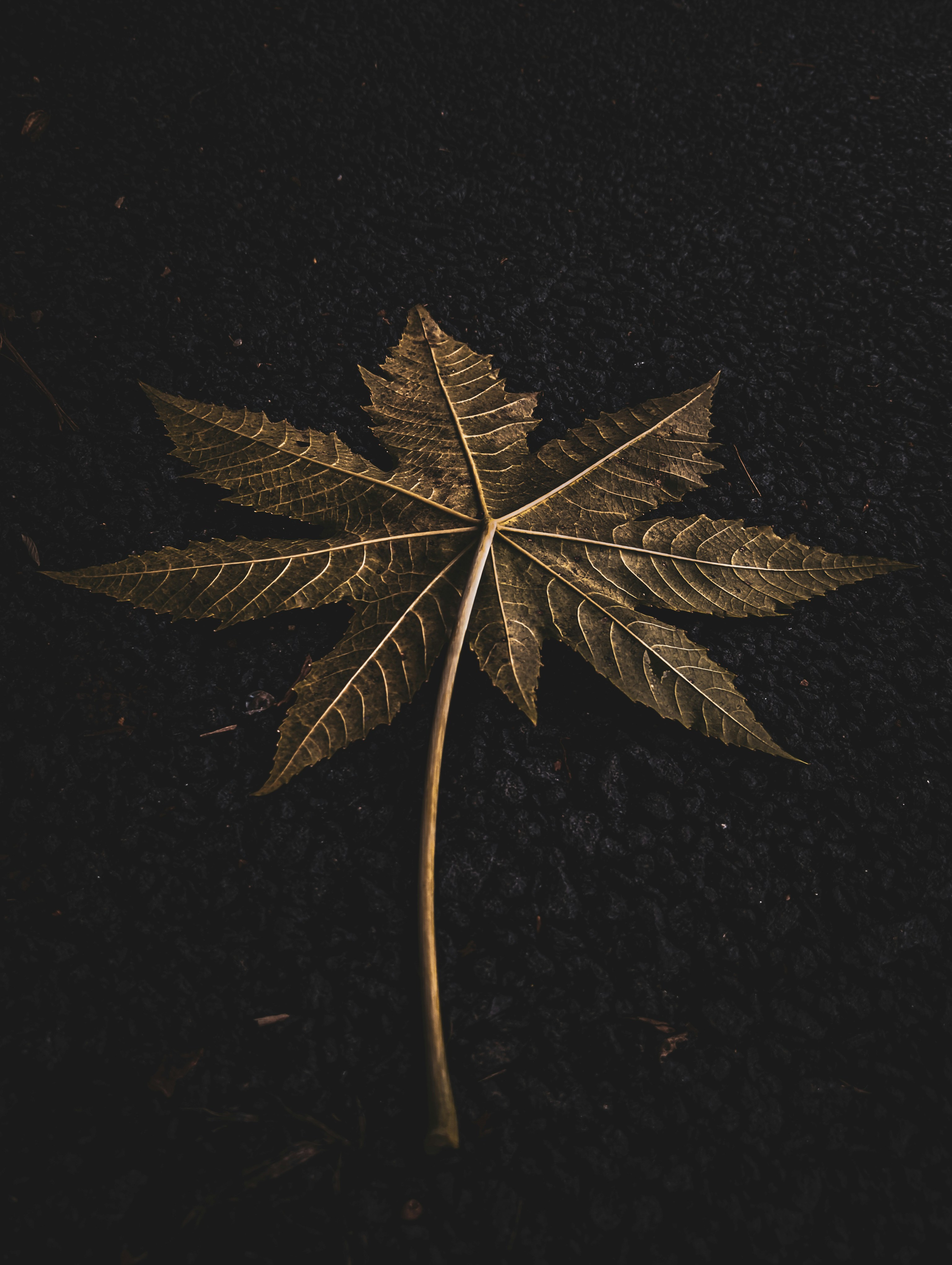 A solitary palmate leaf with seven leaflets lies on dark asphalt, its veins highlighted by moody light.
