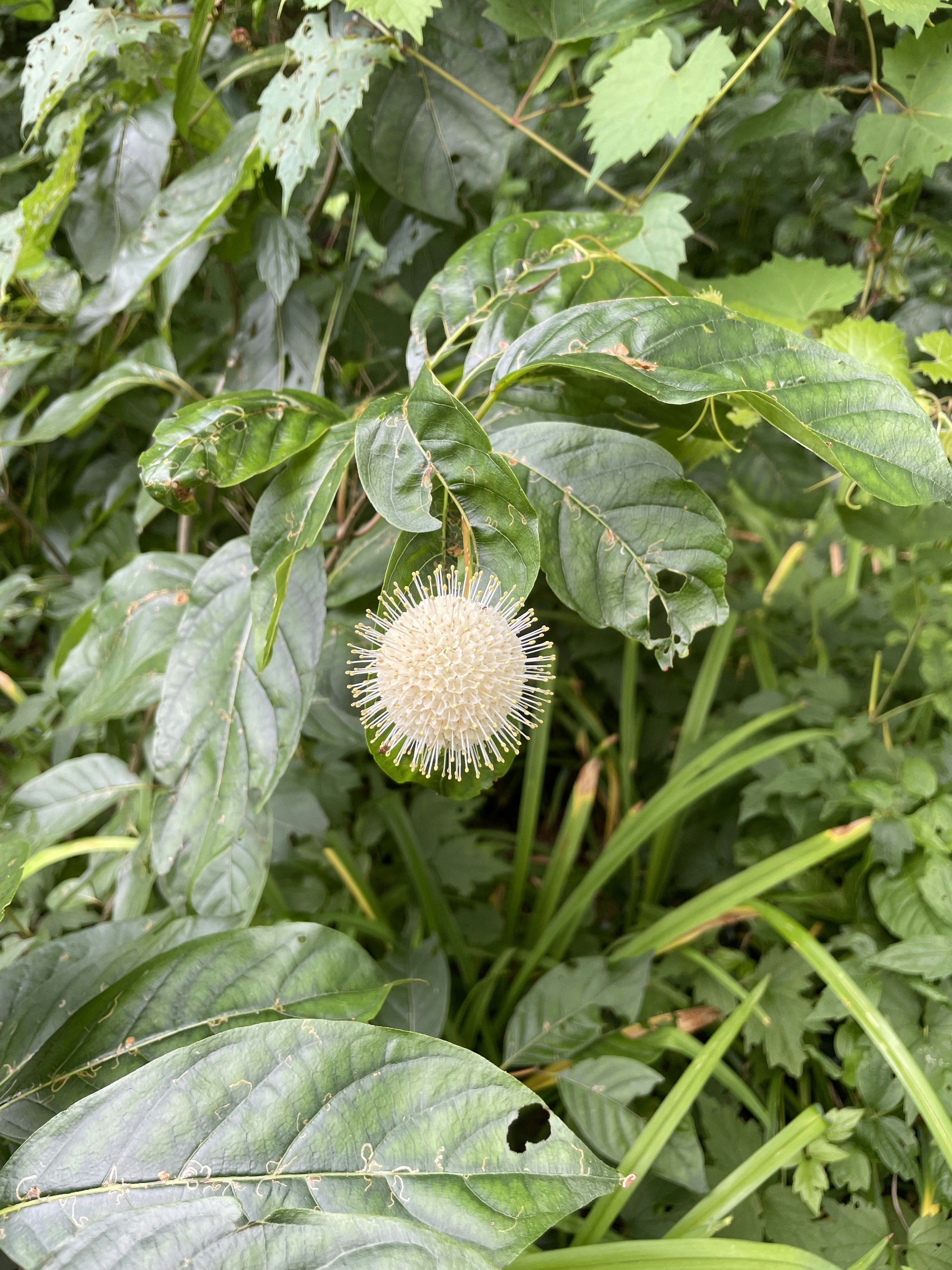 Radiant Globe Bloom Among Glossy Foliage