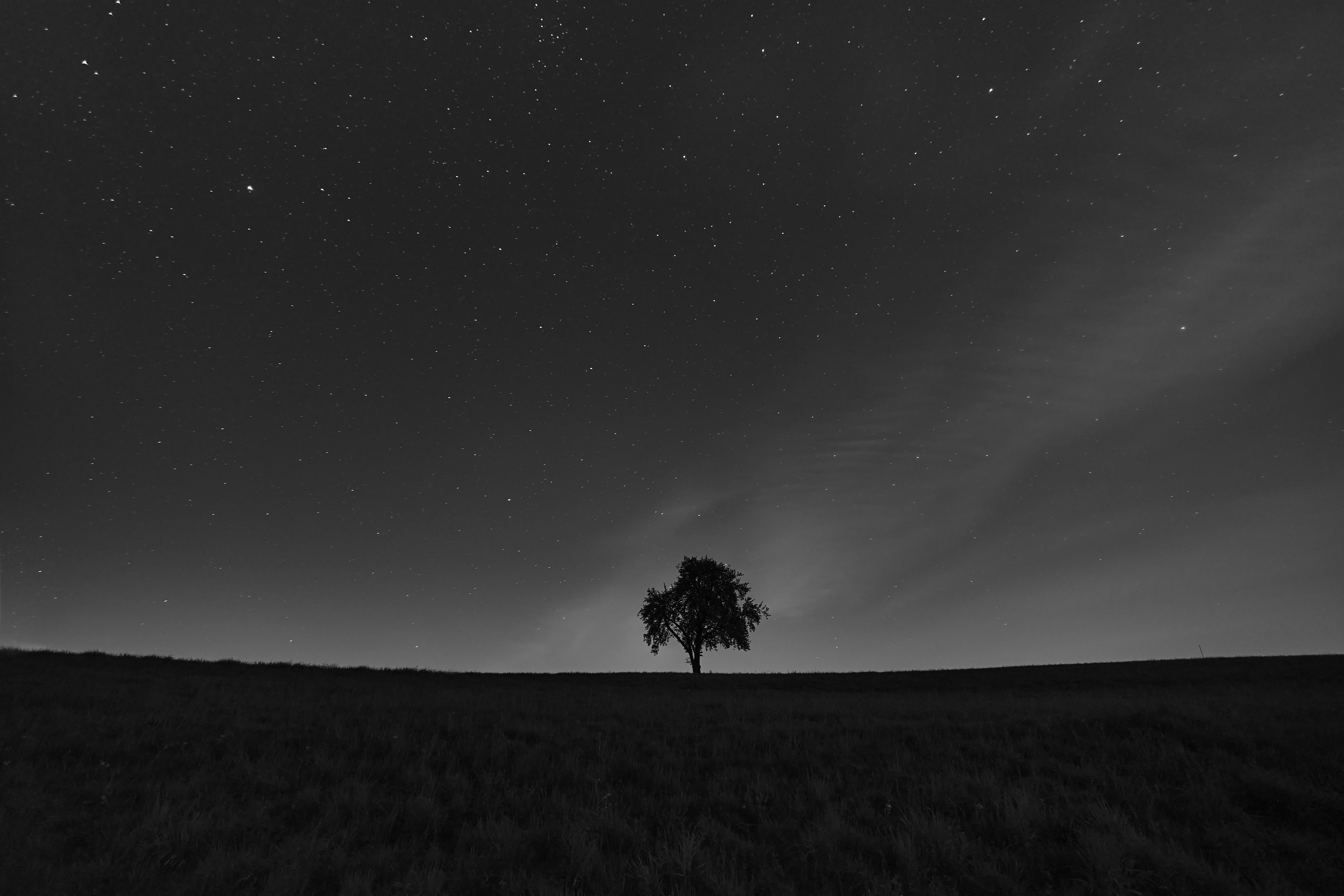 A tree in a field at night photo – Free Backgrounds Image on Unsplash