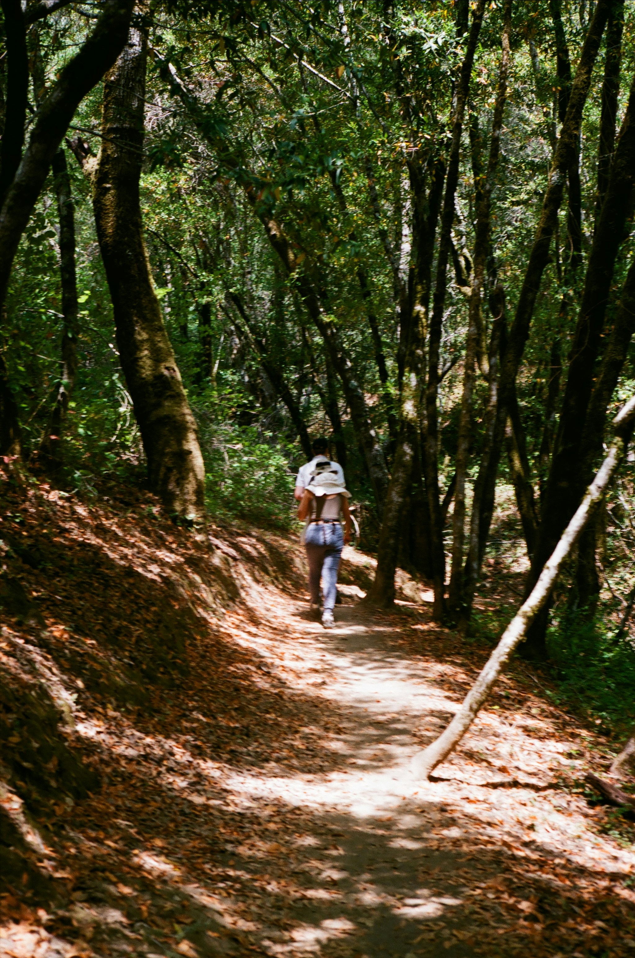 A person walking on a path in a forest photo – Free Image on Unsplash