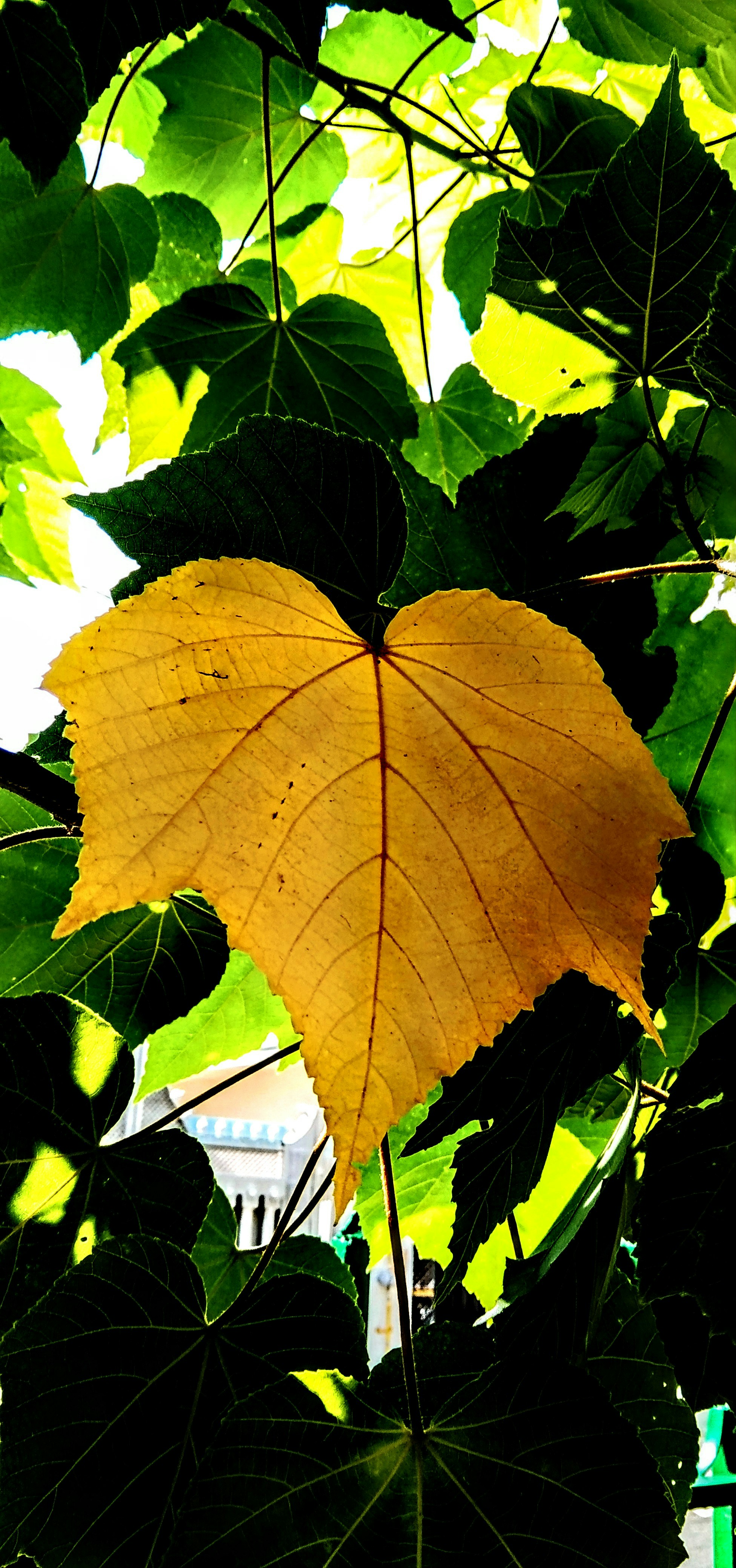 A yellow leaf on a tree photo – Free Yalo Image on Unsplash
