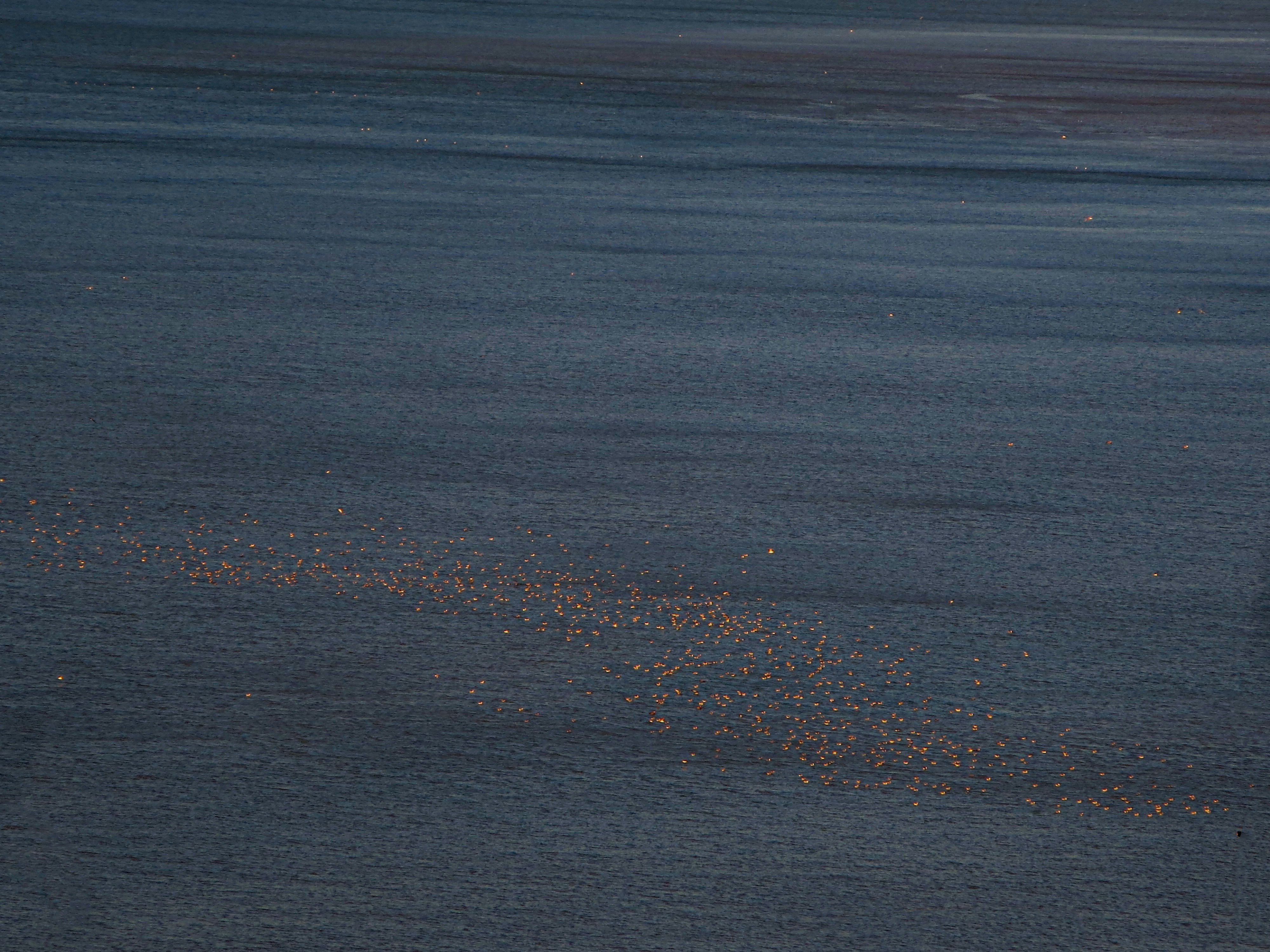 Golden Ribbon on a Moonlit Tide