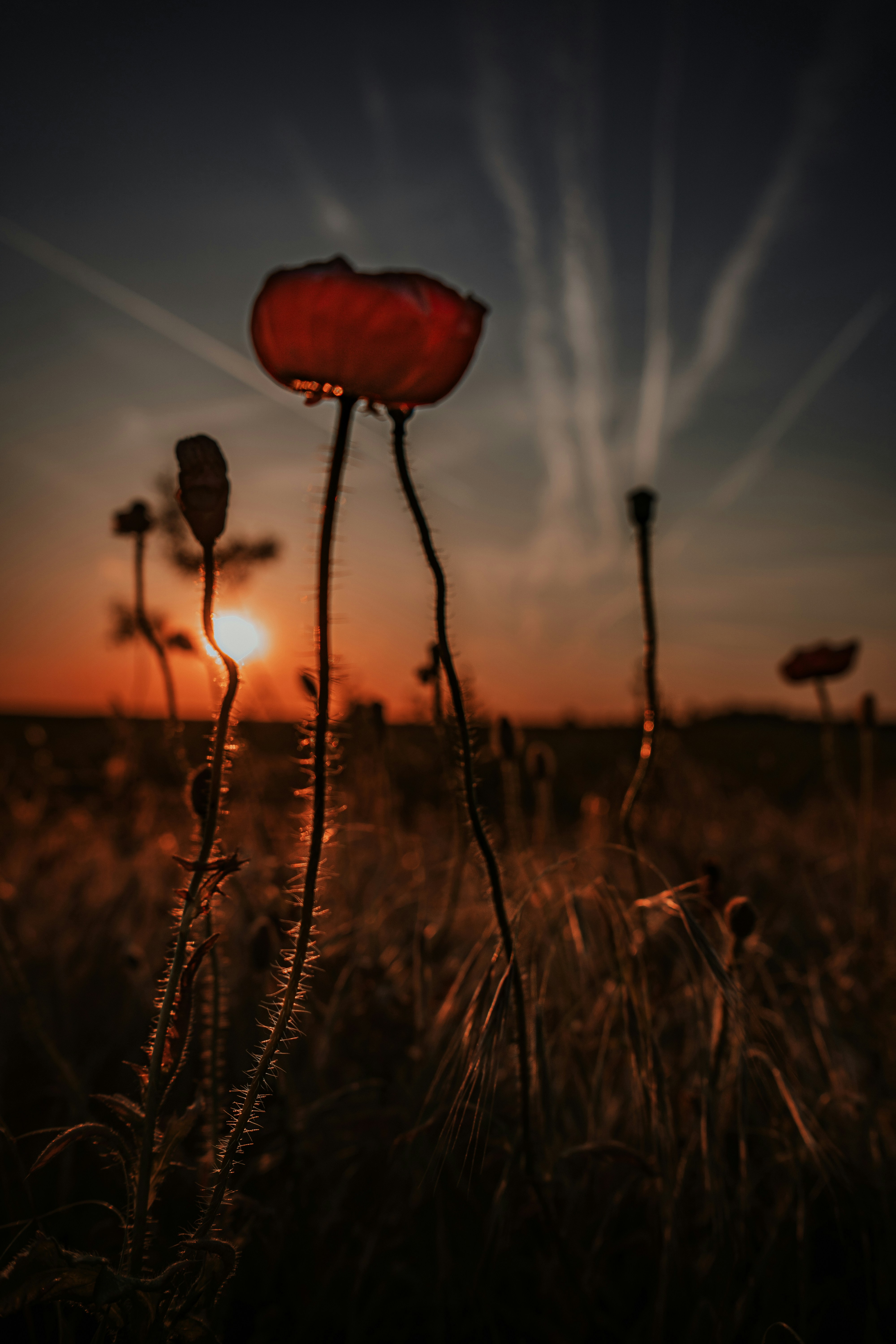Poppy in the Dusk: A Silhouetted Field Under Ember Sky