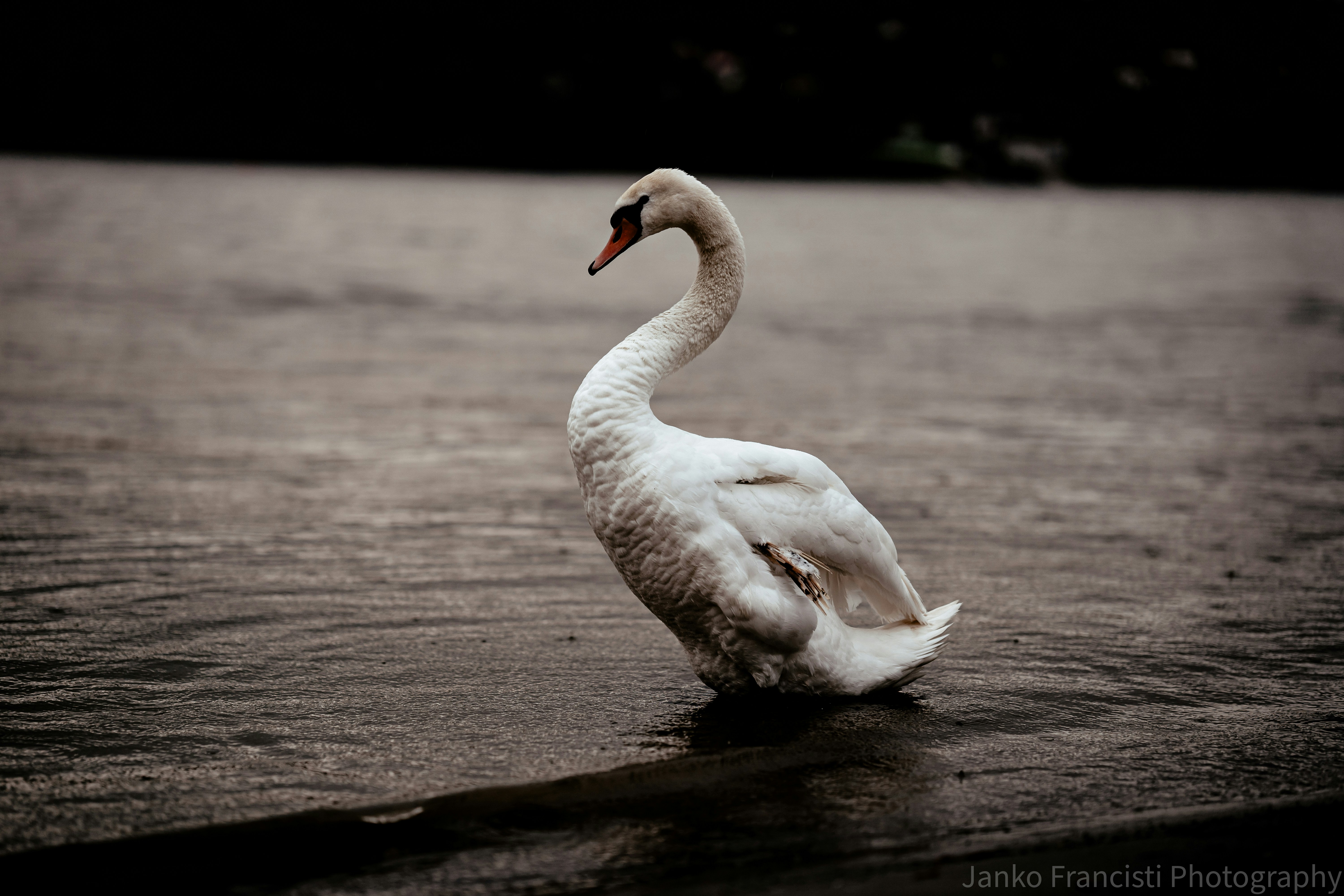 Velvet Water, White Swan: A Quiet Moment on the River