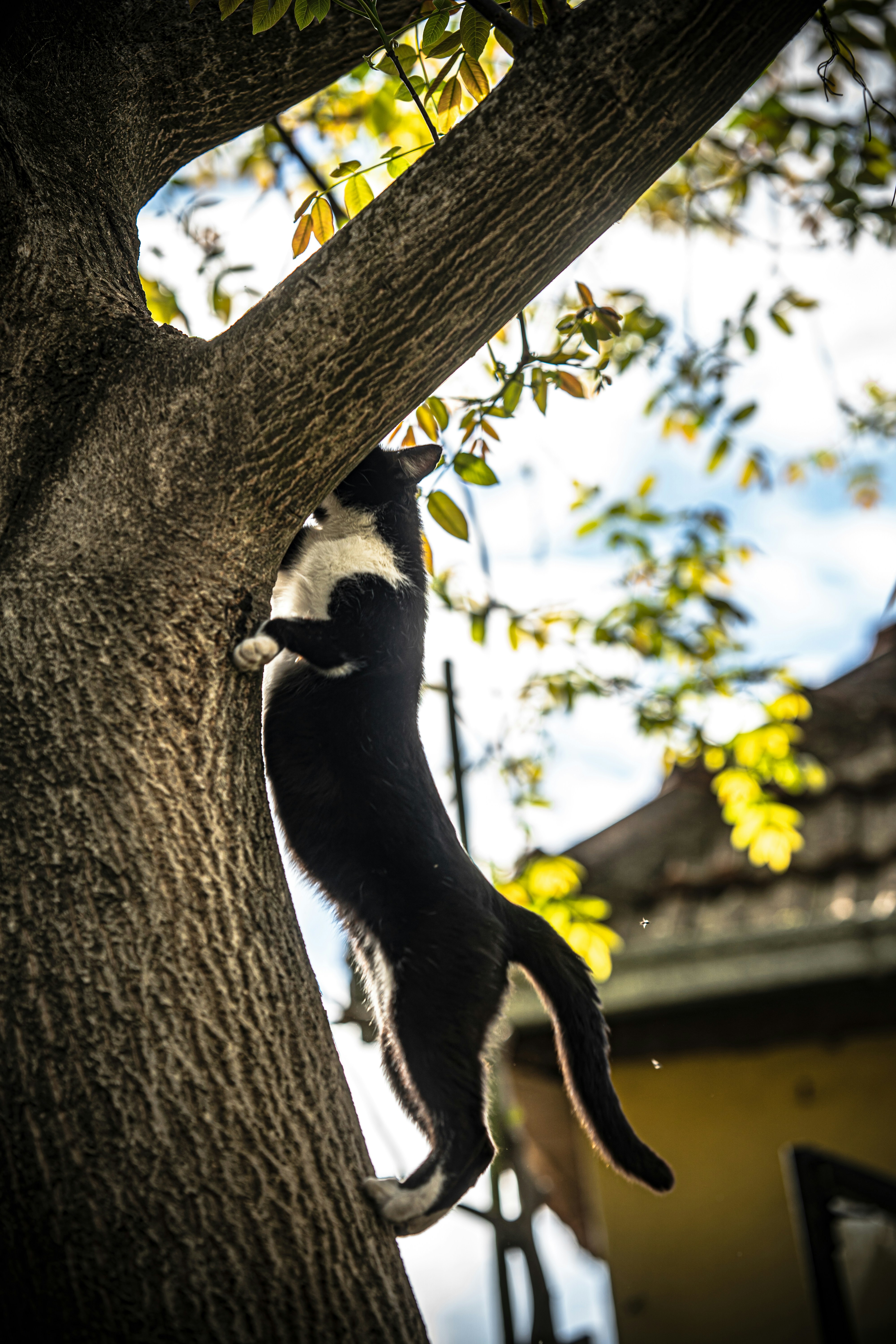 Climbing Vigil: A Cat Clings to a Tree Trunk