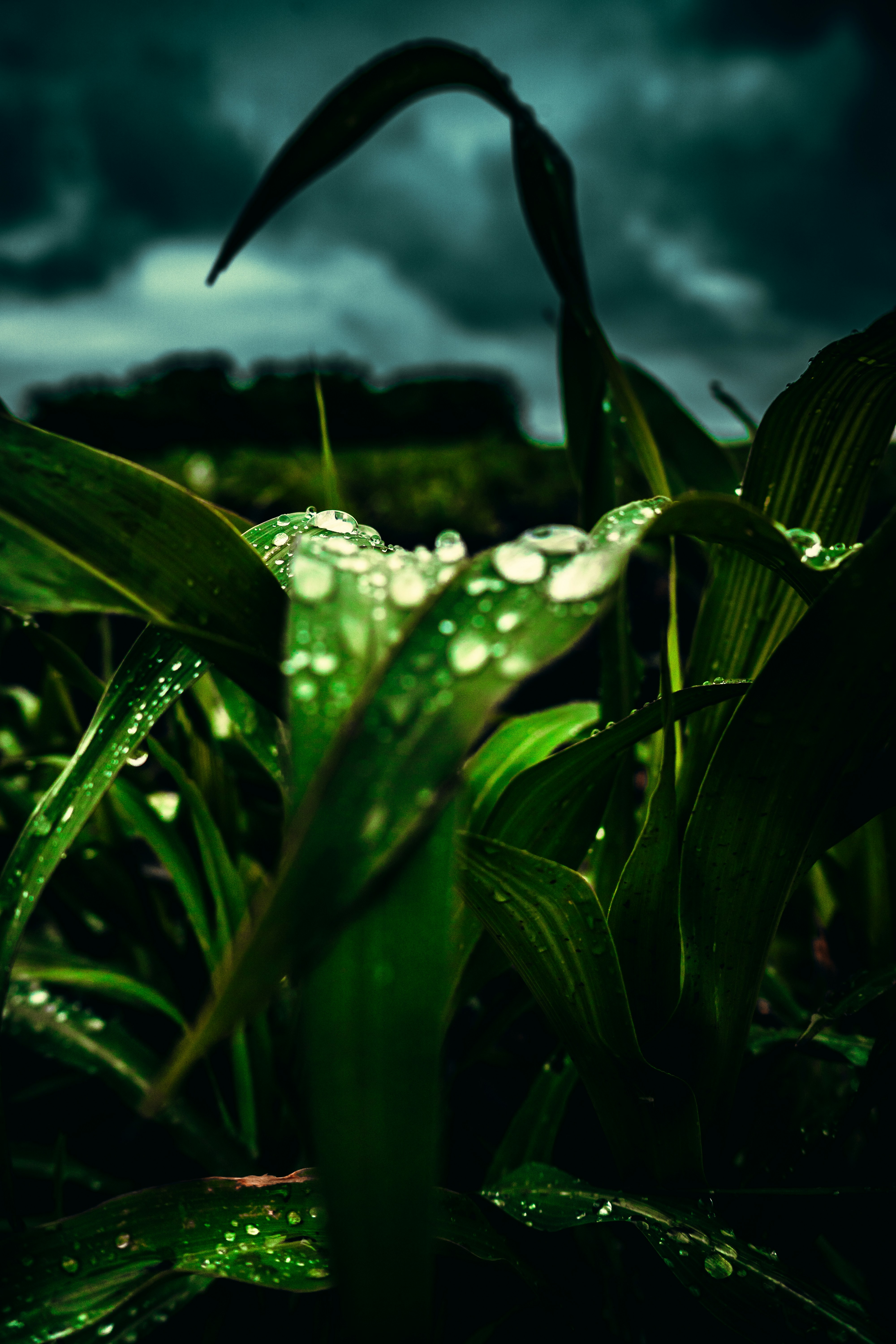 Emerald Droplets Beneath Storm-Lit Clouds