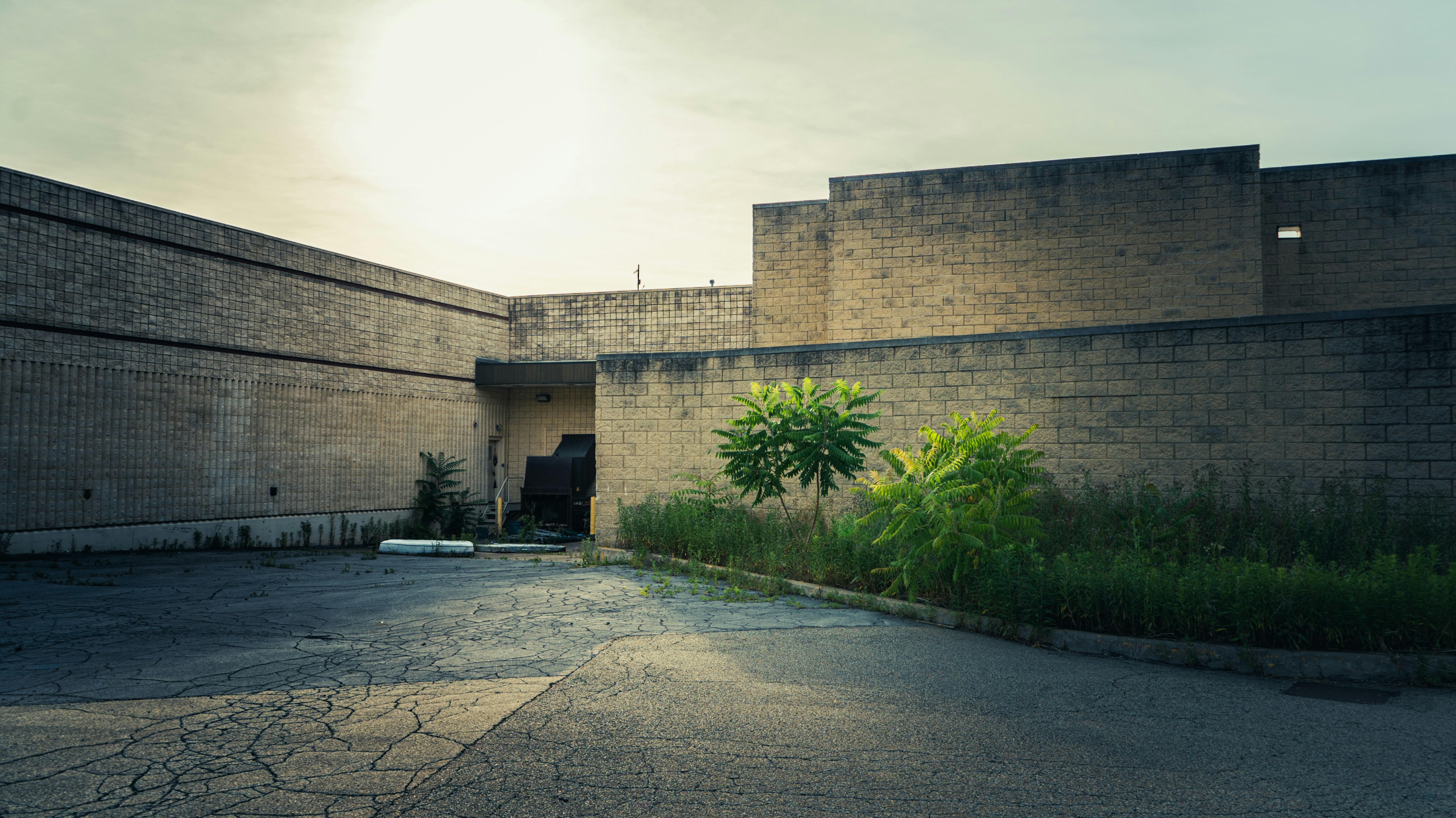 Lone Sapling Against Brutalist Walls at Evening Light