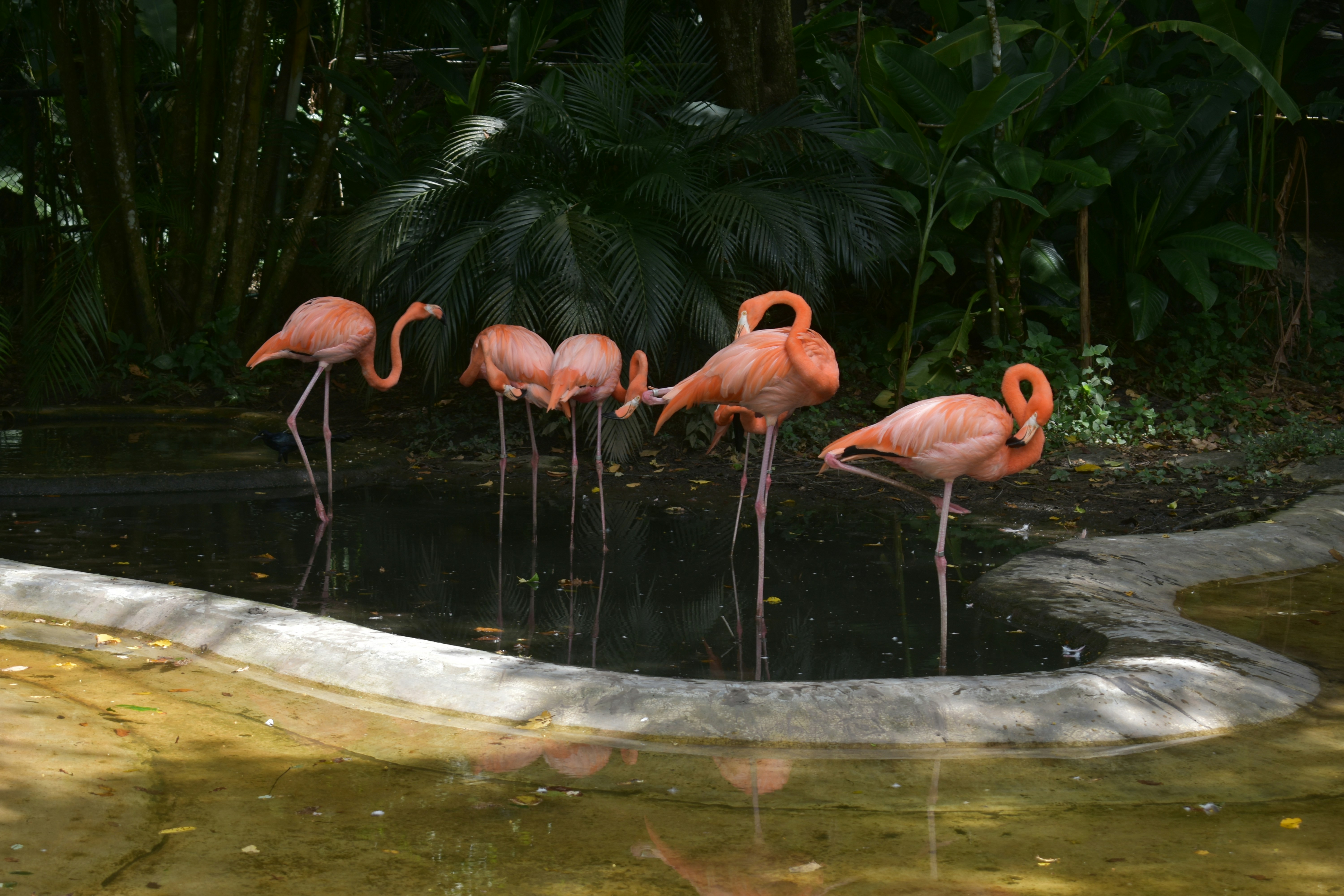 Pink Flamingos at the Pool's Edge: Quiet Movement in Dappled Light
