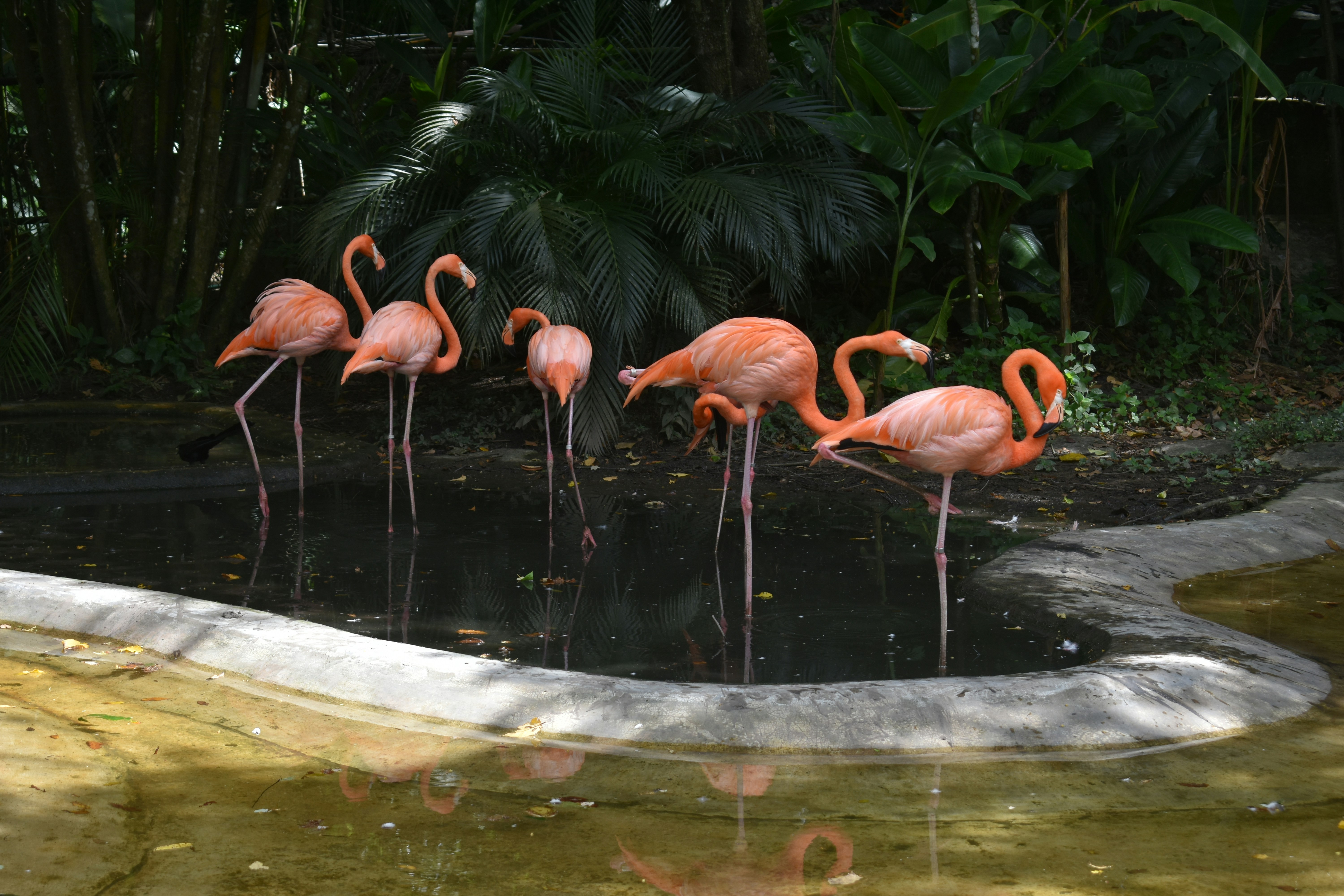 Flamingos gracefully standing and drinking at a serene pond surrounded by lush greenery.
