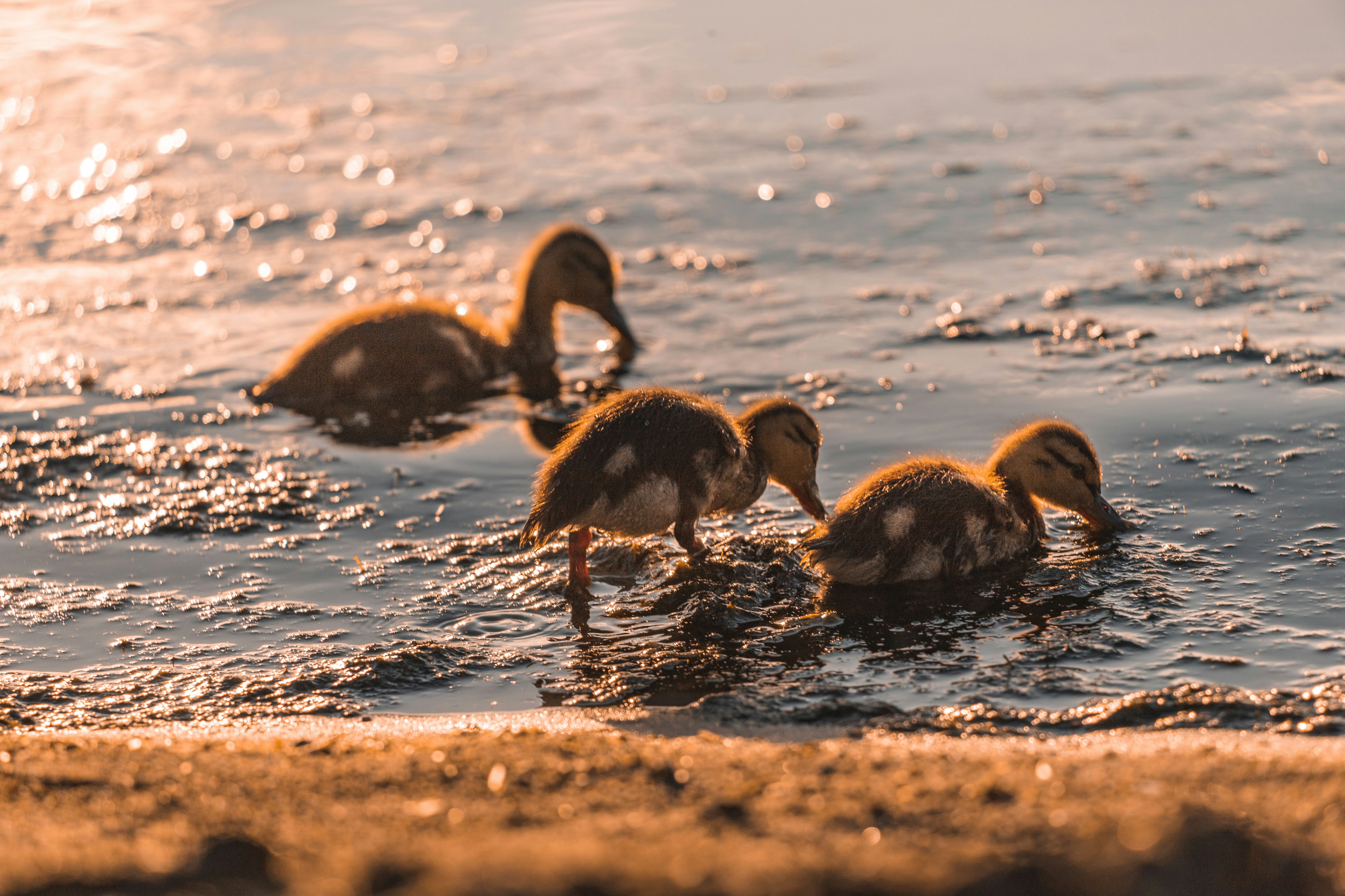Golden Hour Ducklings: A Quiet Shore Parade