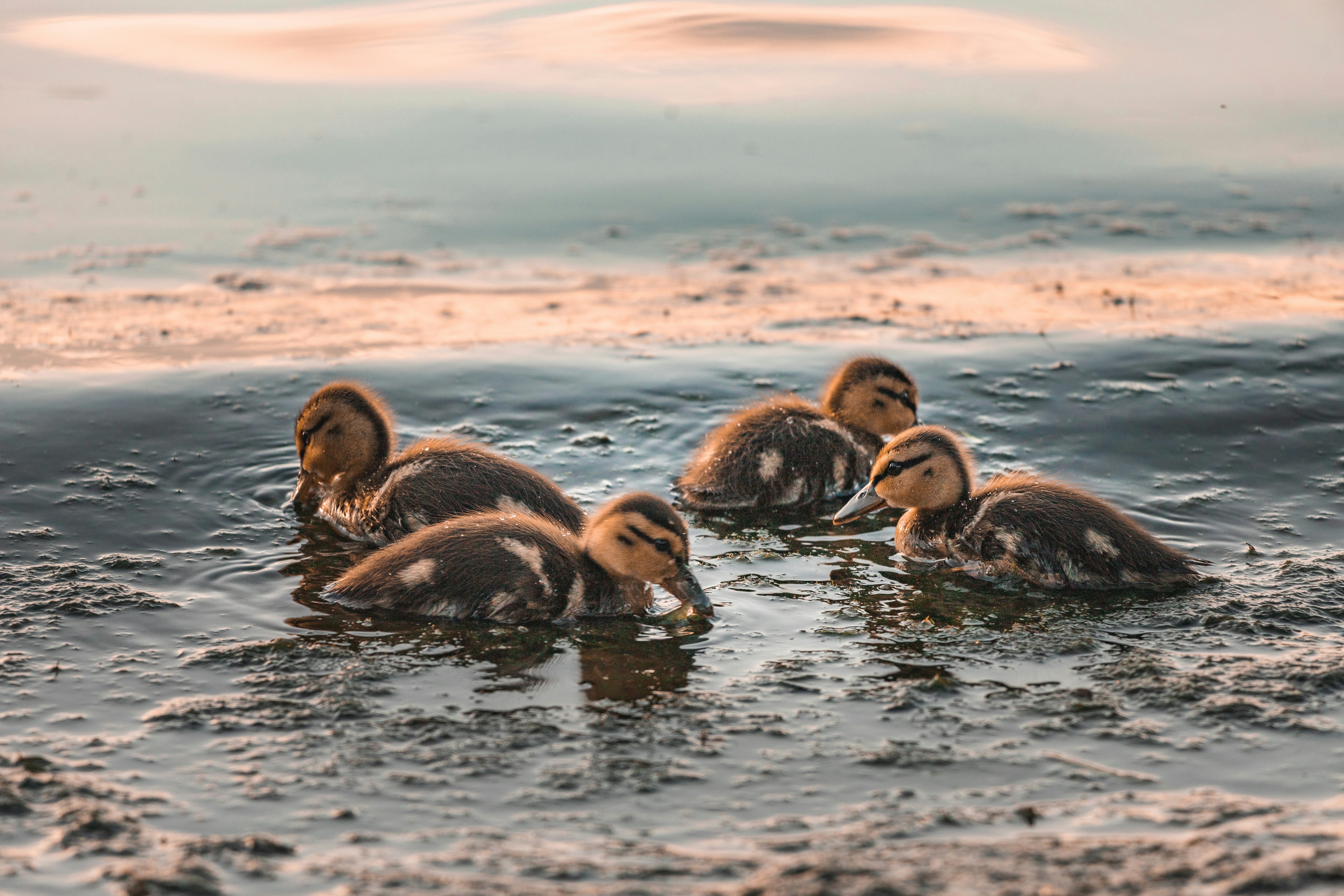 Curious Ducklings Rest in Soft Sunset Reflections