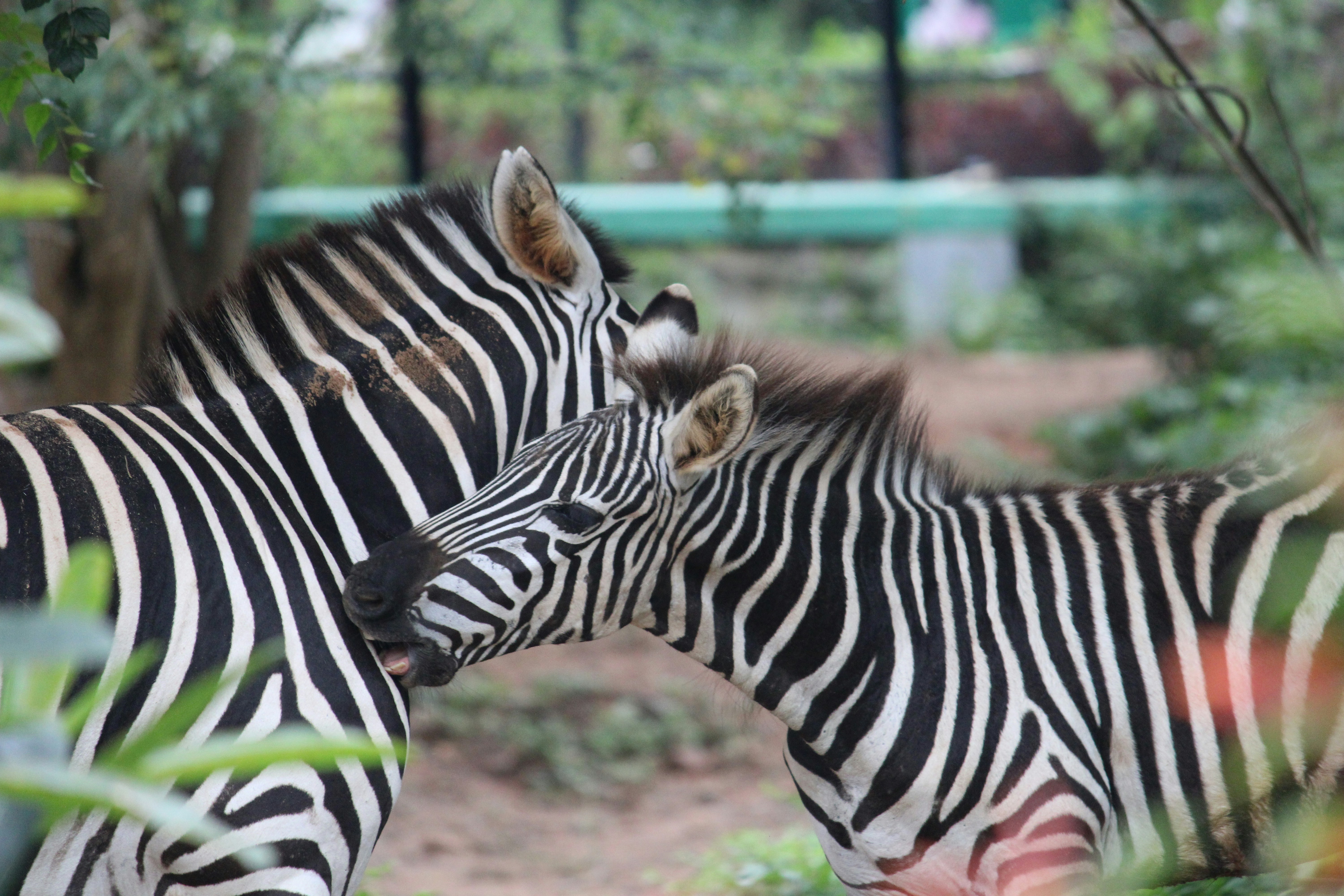 Zebra Embrace: Mutual Nuzzle in a Dappled Enclosure