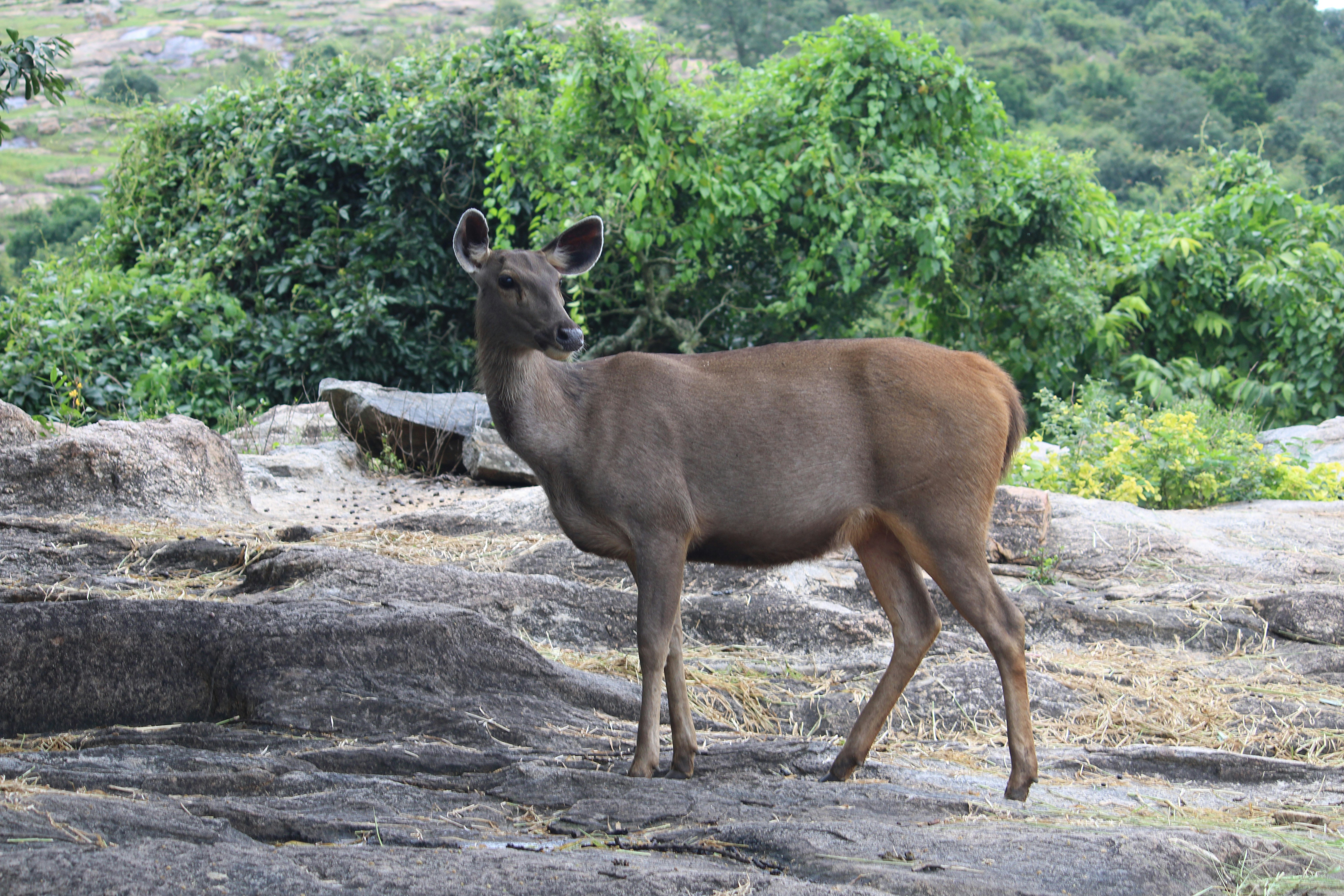 Midday Stand: A solitary deer on weathered lava slabs