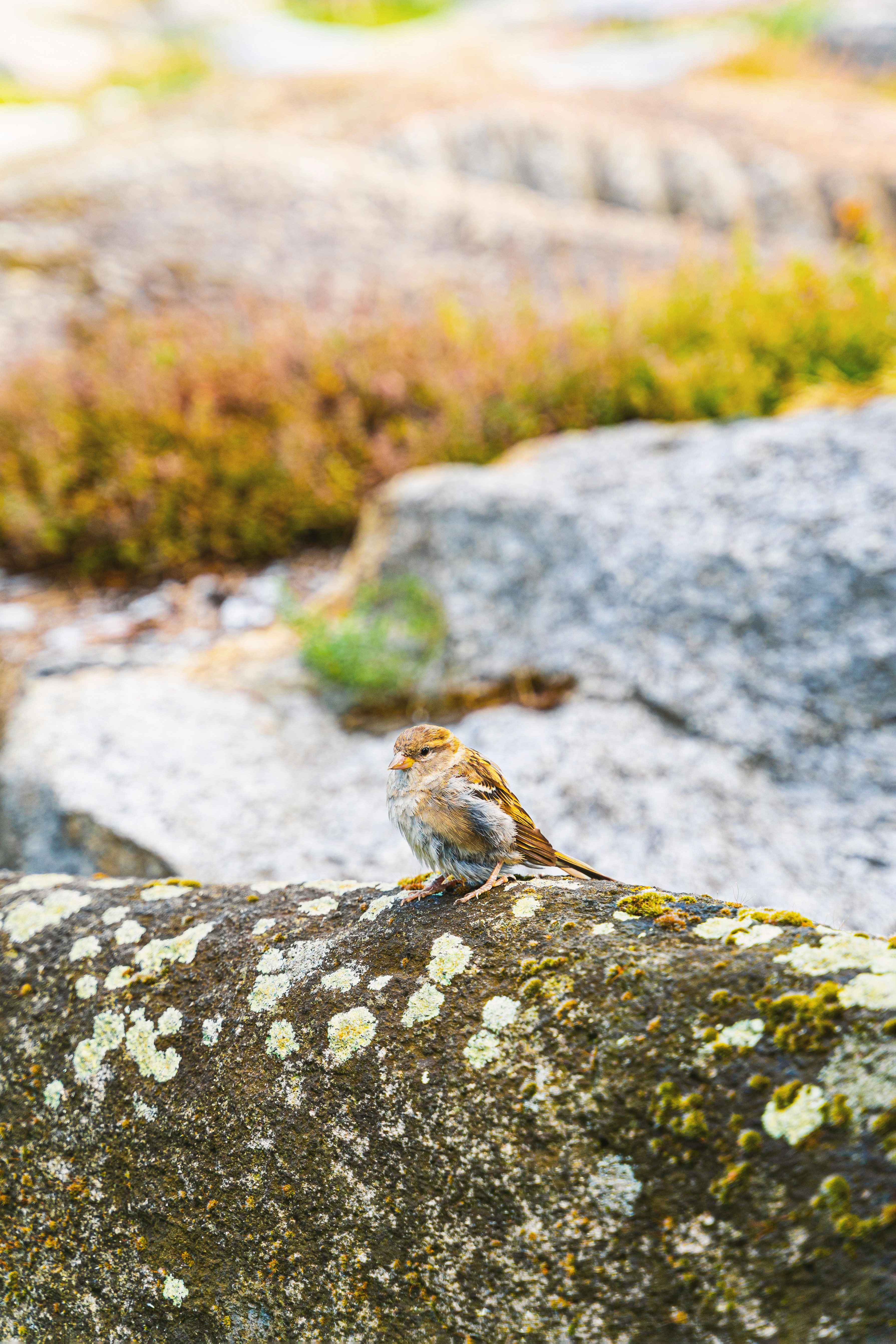 Small bird perched on a lichen-covered rock amidst a blurred natural background.