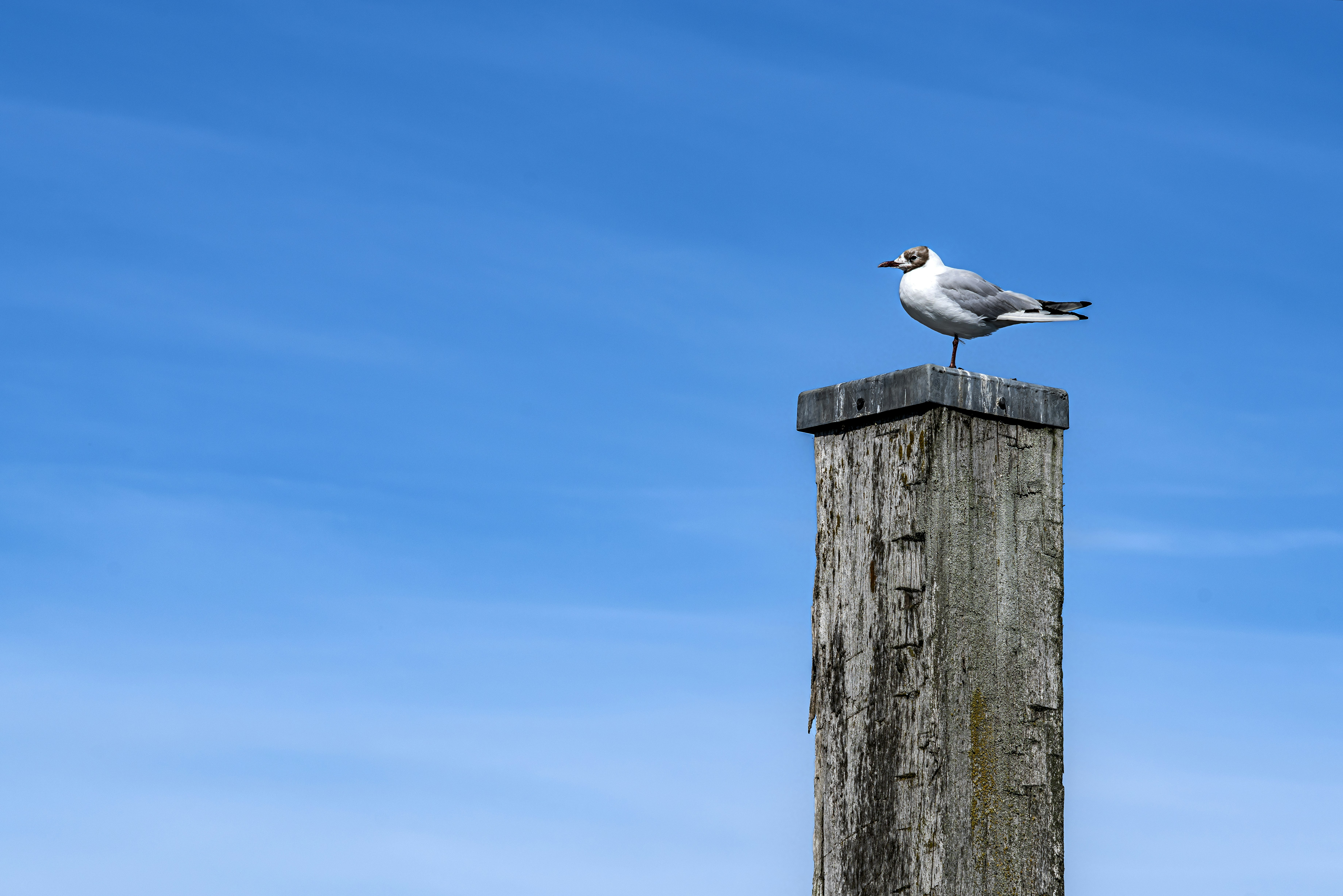 A bird on a post photo – Free Seagull Image on Unsplash