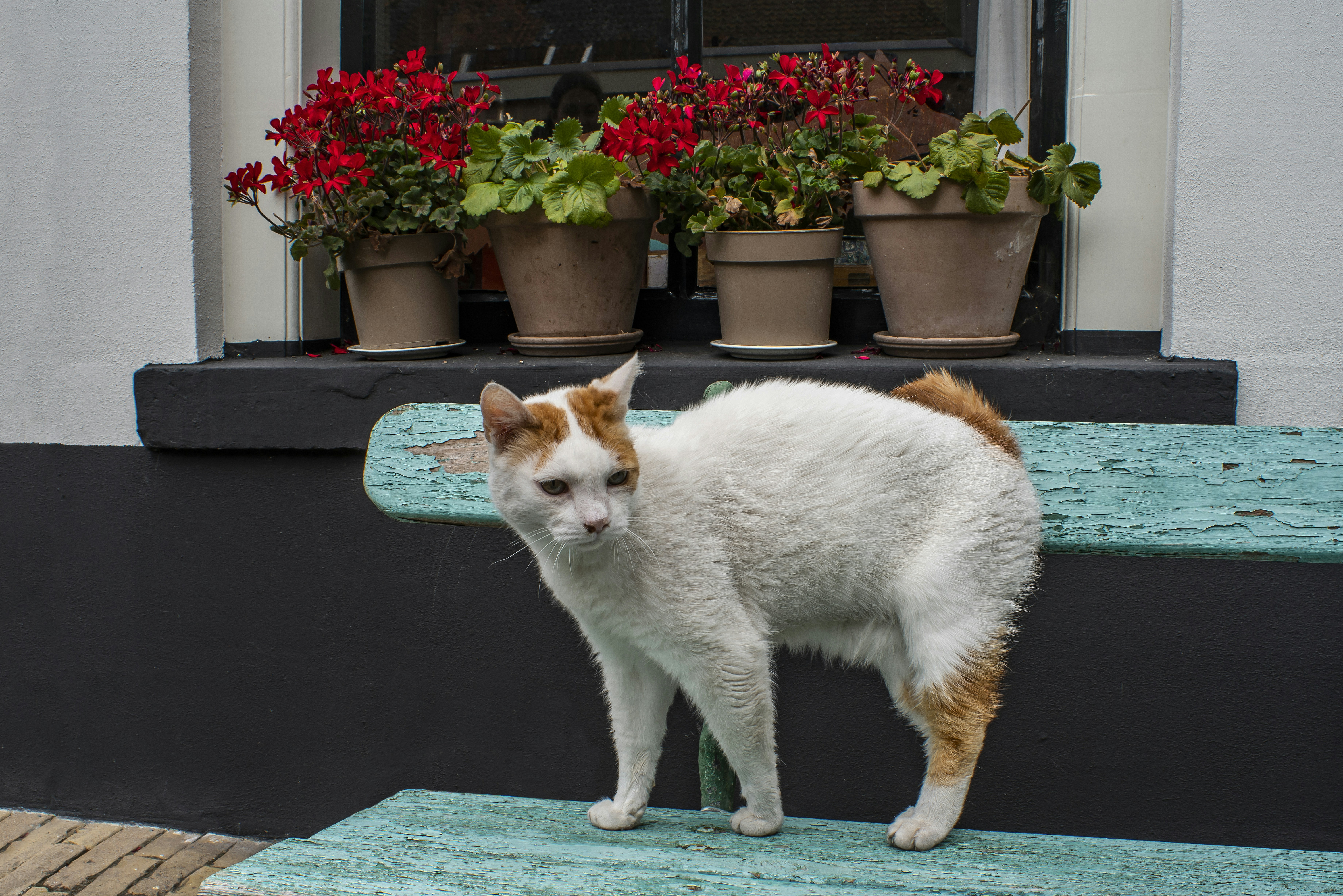 Minted Steps and Crimson Pots: A Curious Cat on a Quiet Porch