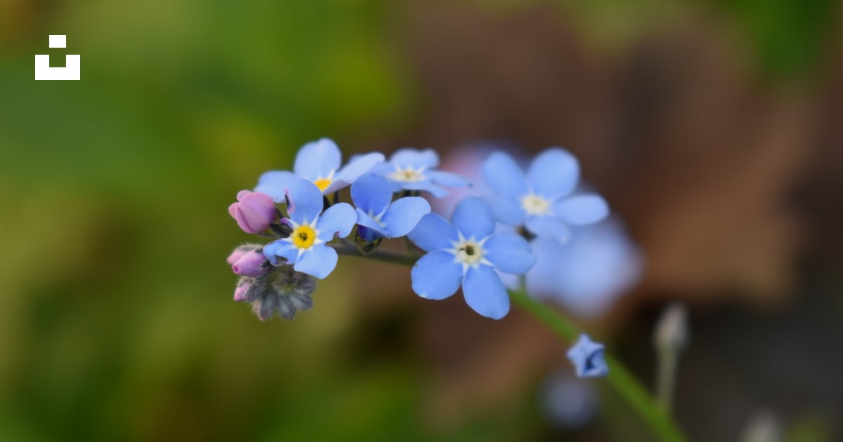 Un gros plan de fleurs photo – Photo De lutte Gratuite sur Unsplash Un gros plan de fleurs photo – Photo De lutte Gratuite sur Unsplash