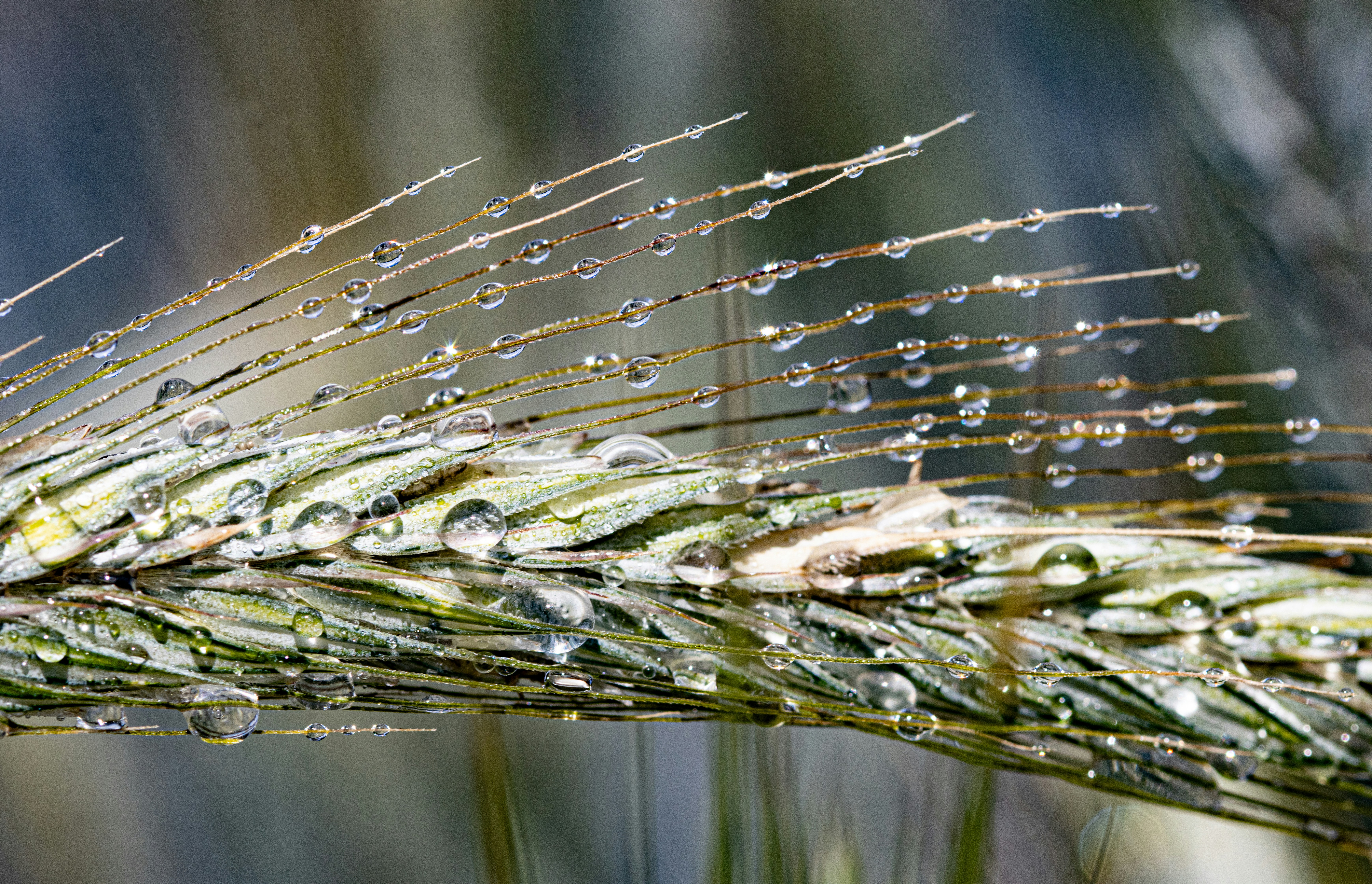 a close up of a leaf