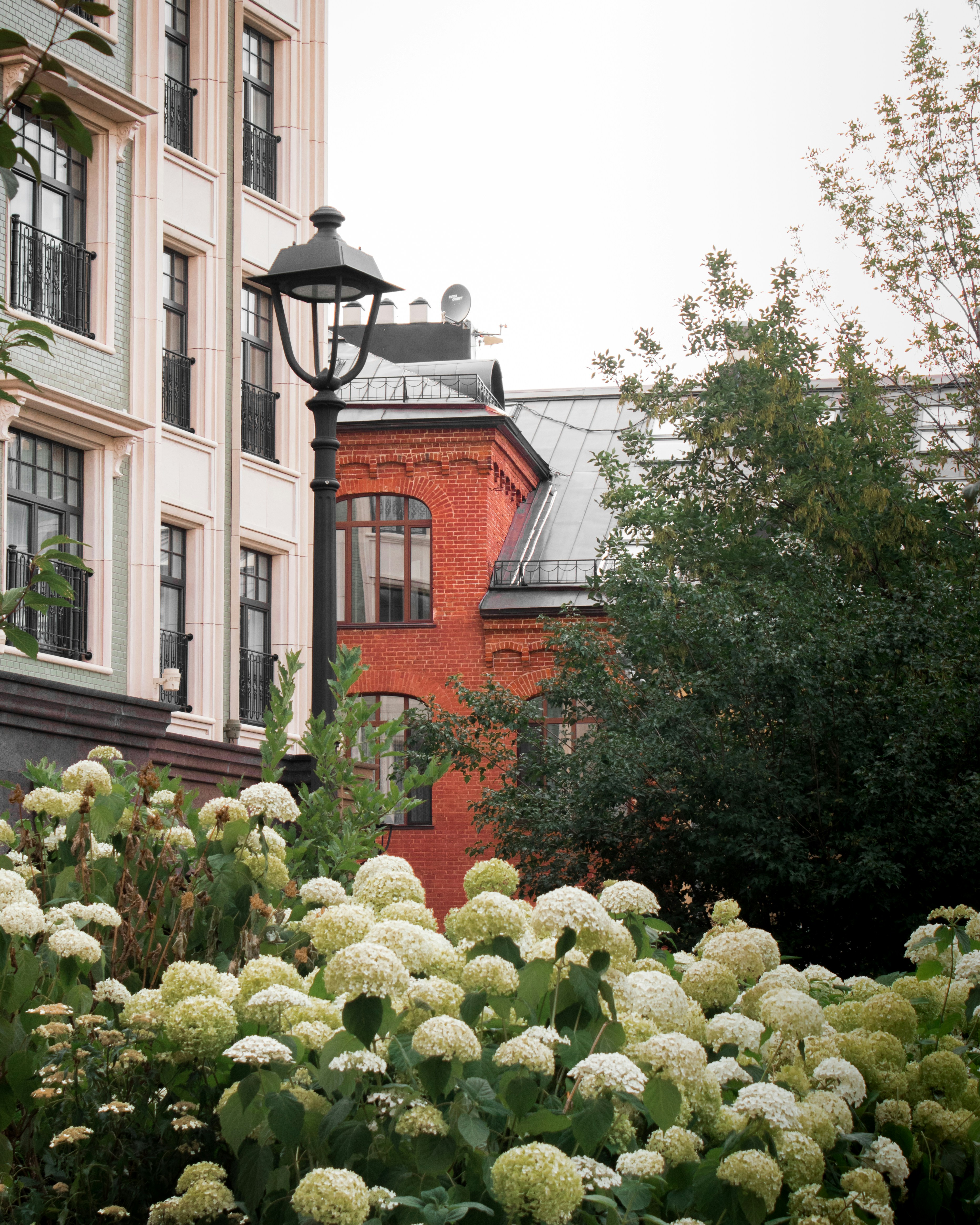 Blooming hydrangeas on the street.