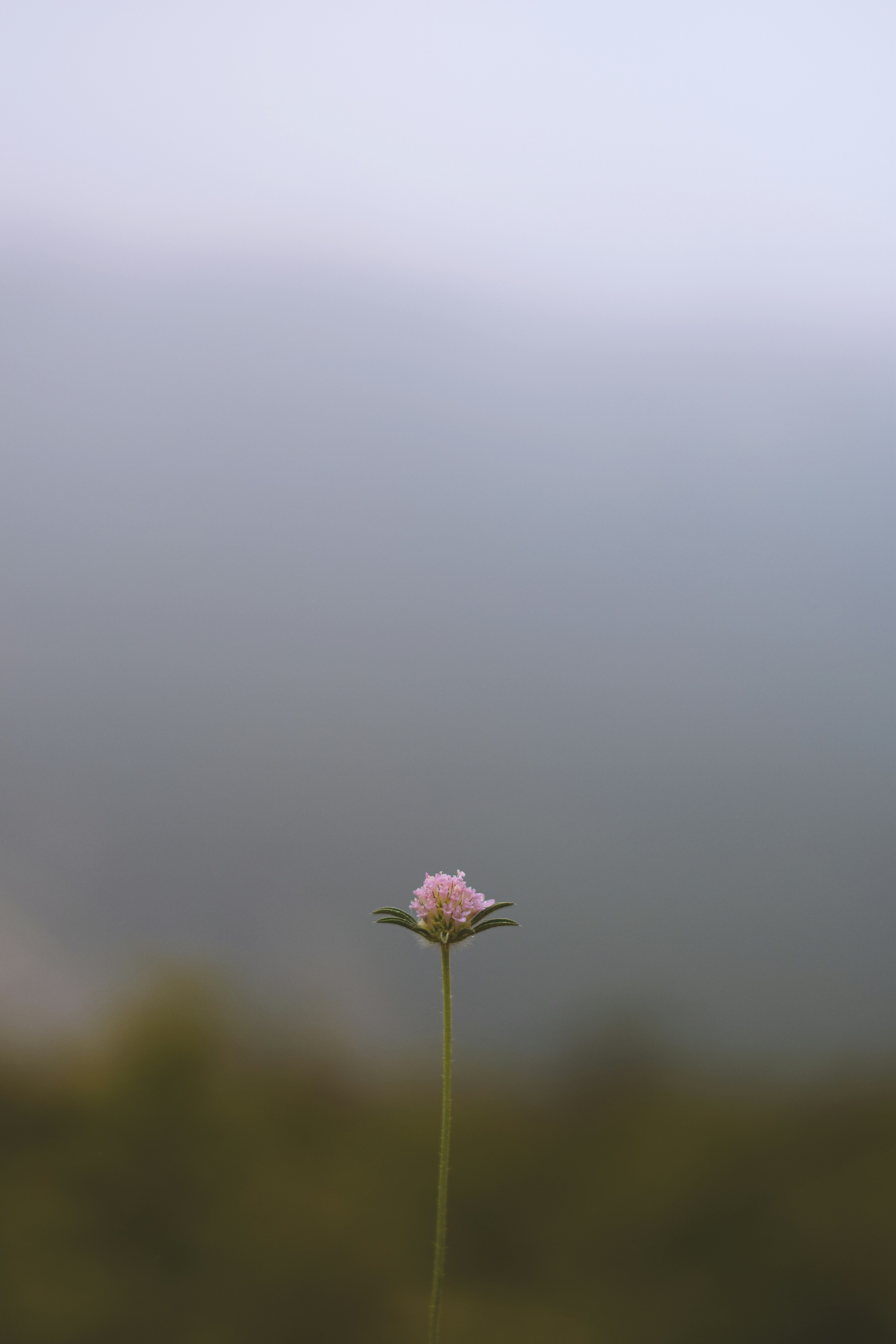 A single flower on a stem photo – Free Grey Image on Unsplash