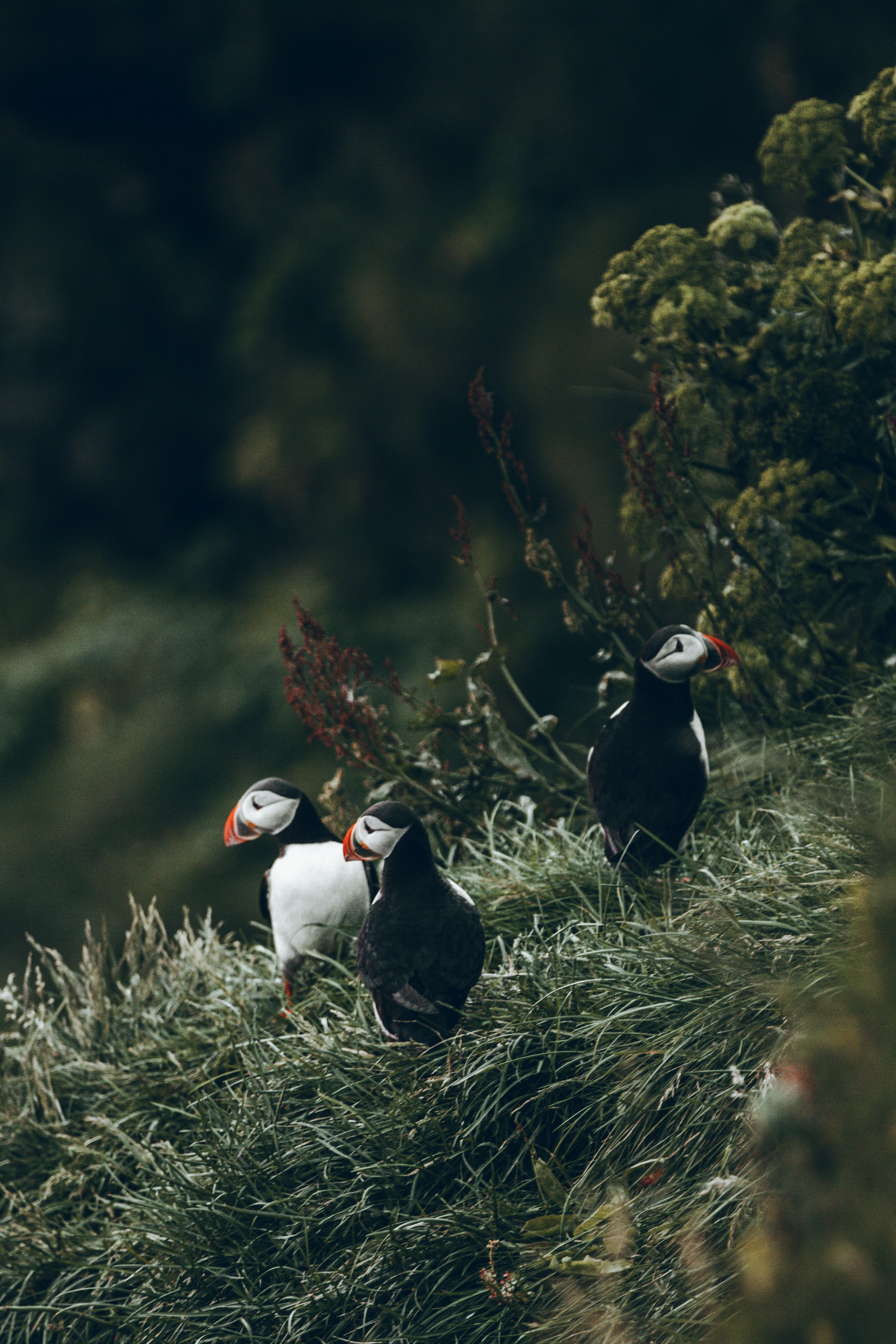 Wind-kissed Puffins on a Mossy Ridge