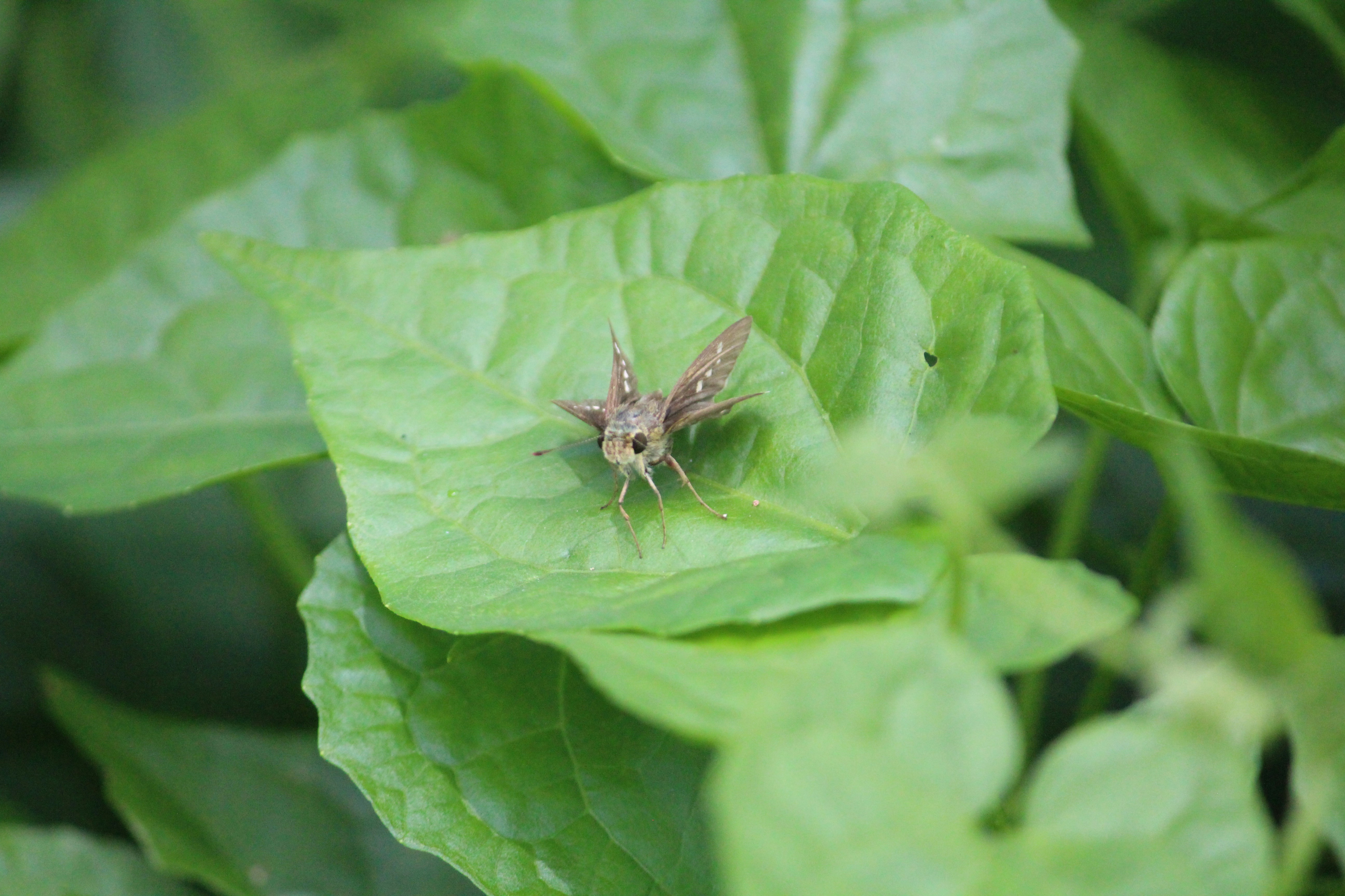 Halimedes on a Leaf: Tiny Lander Amid Green