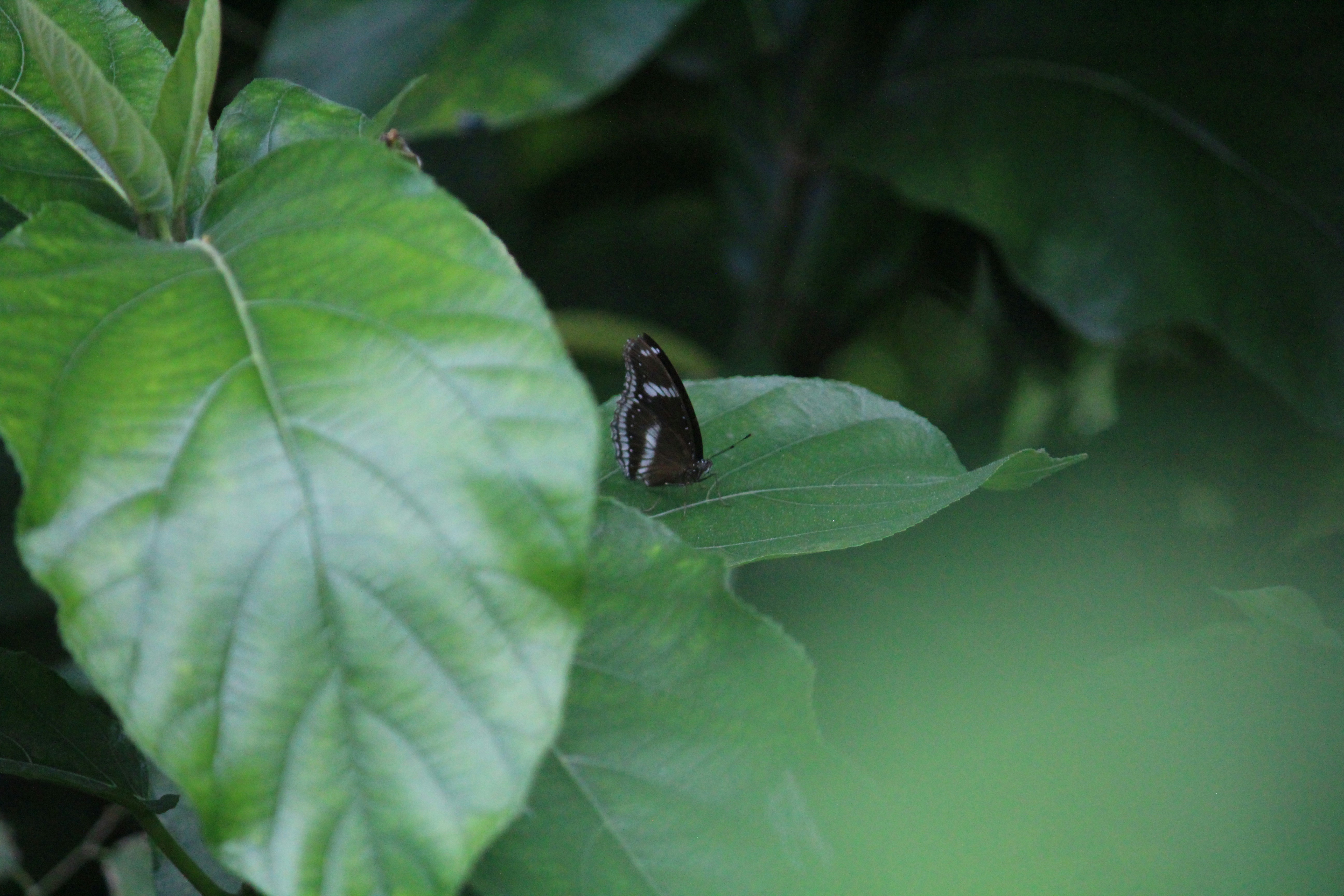 Photo by Ahf's Visuals with Canon EOS 600D