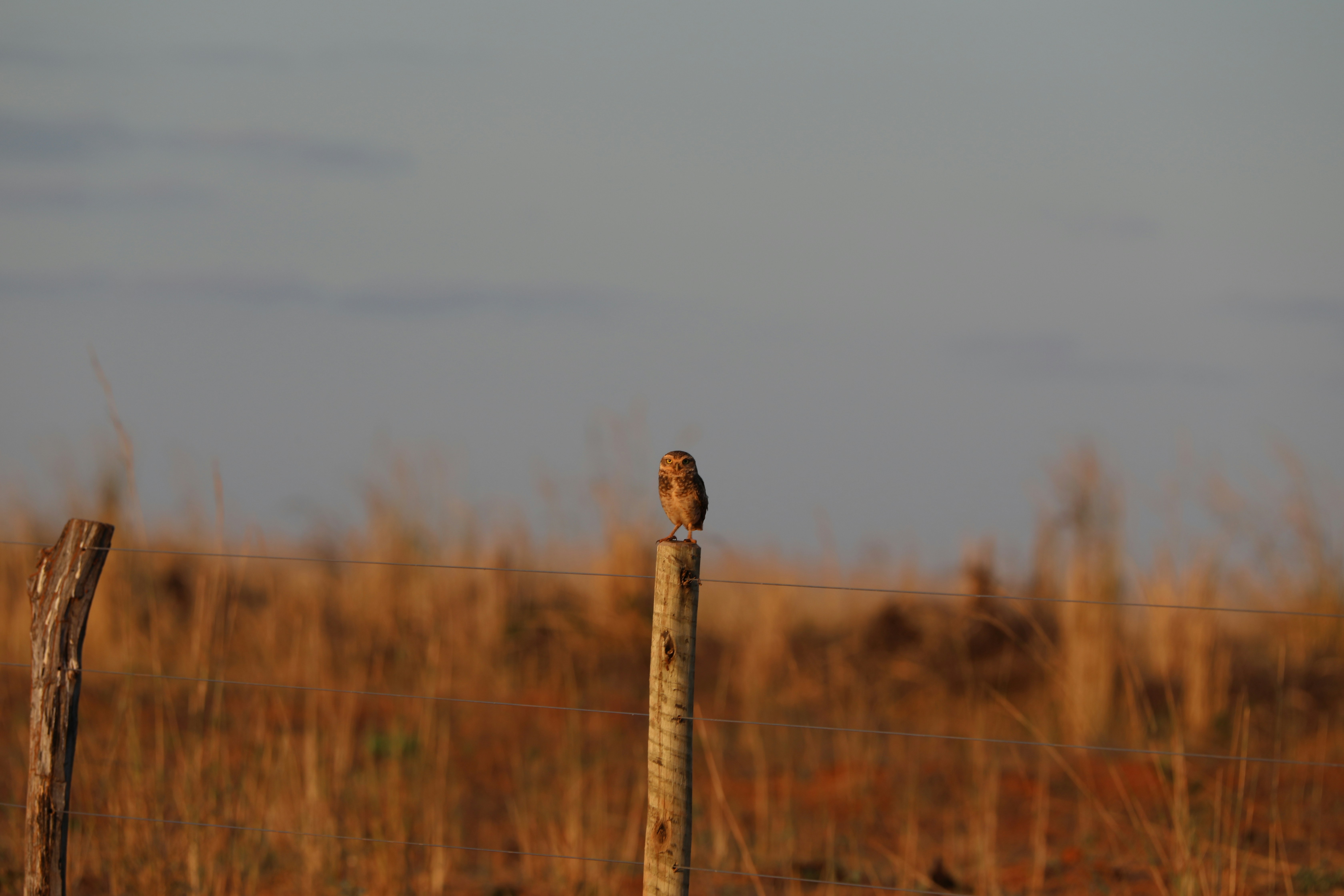 Bird perched on a weathered fence post against a backdrop of sunlit grasslands.