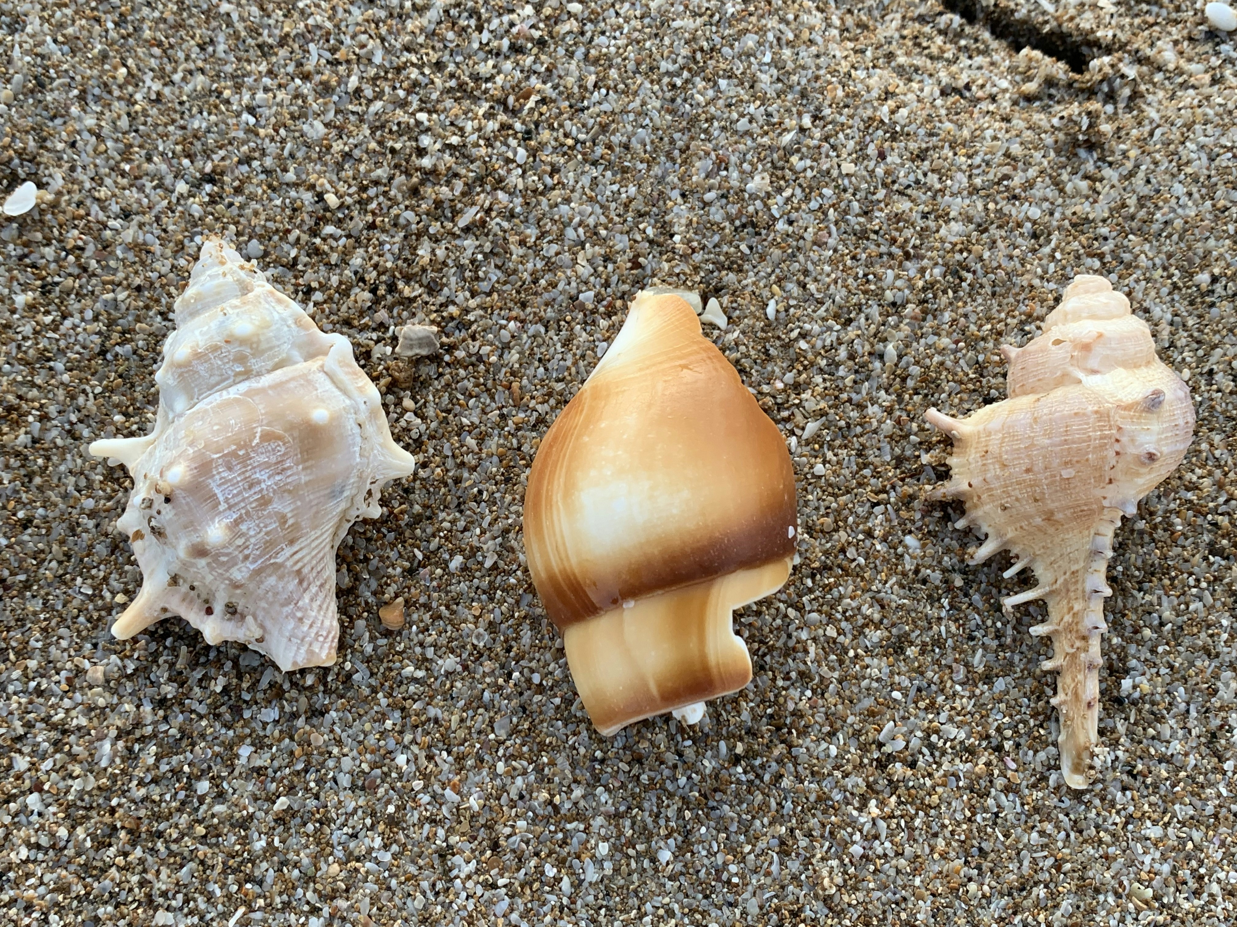 A group of shells on the ground photo – Free Gujarat Image on Unsplash