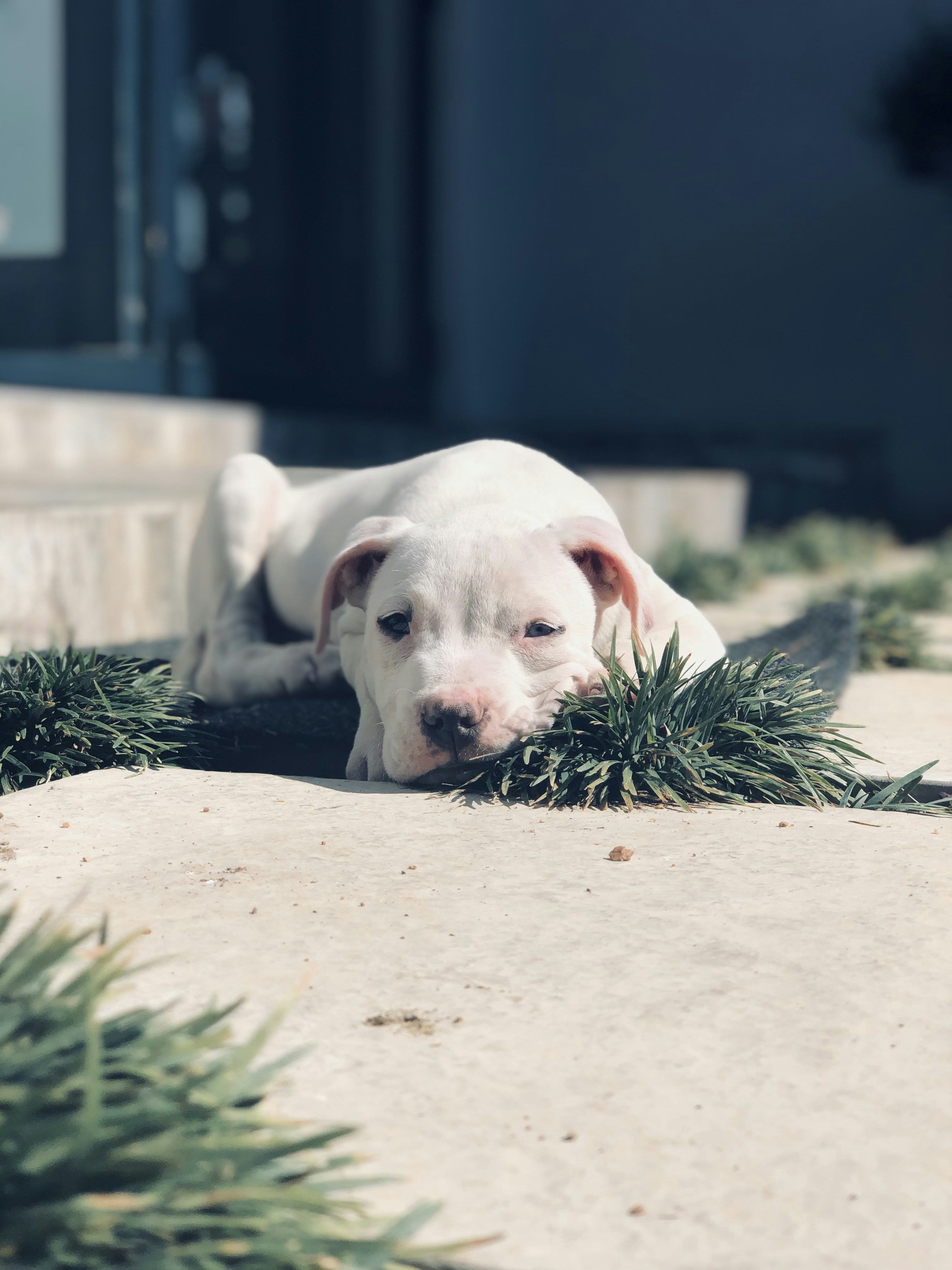 Lone Pup Resting in Morning Sunlight on Concrete Path