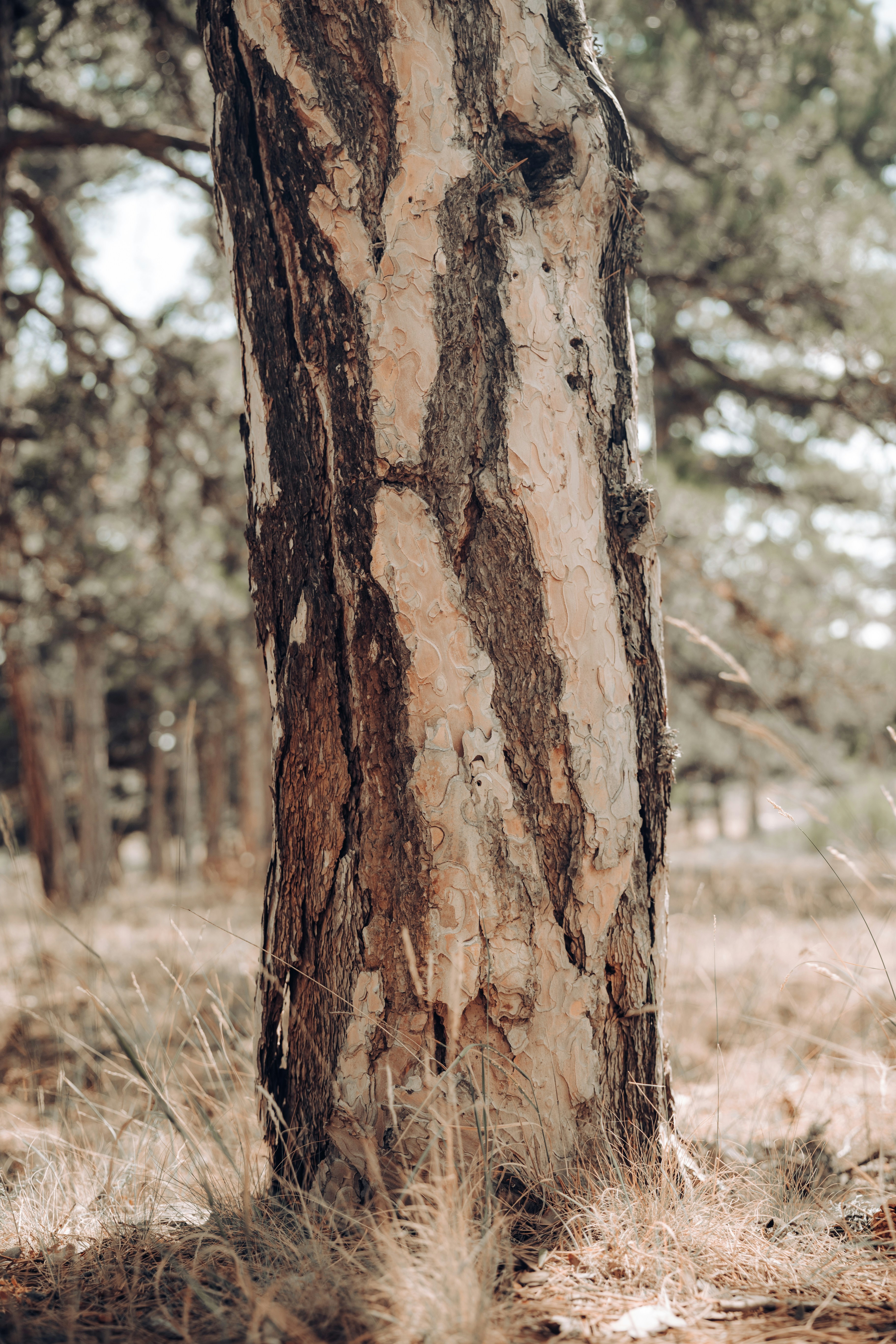 Photo by Oğuz Yağız Kara with Canon EOS R6