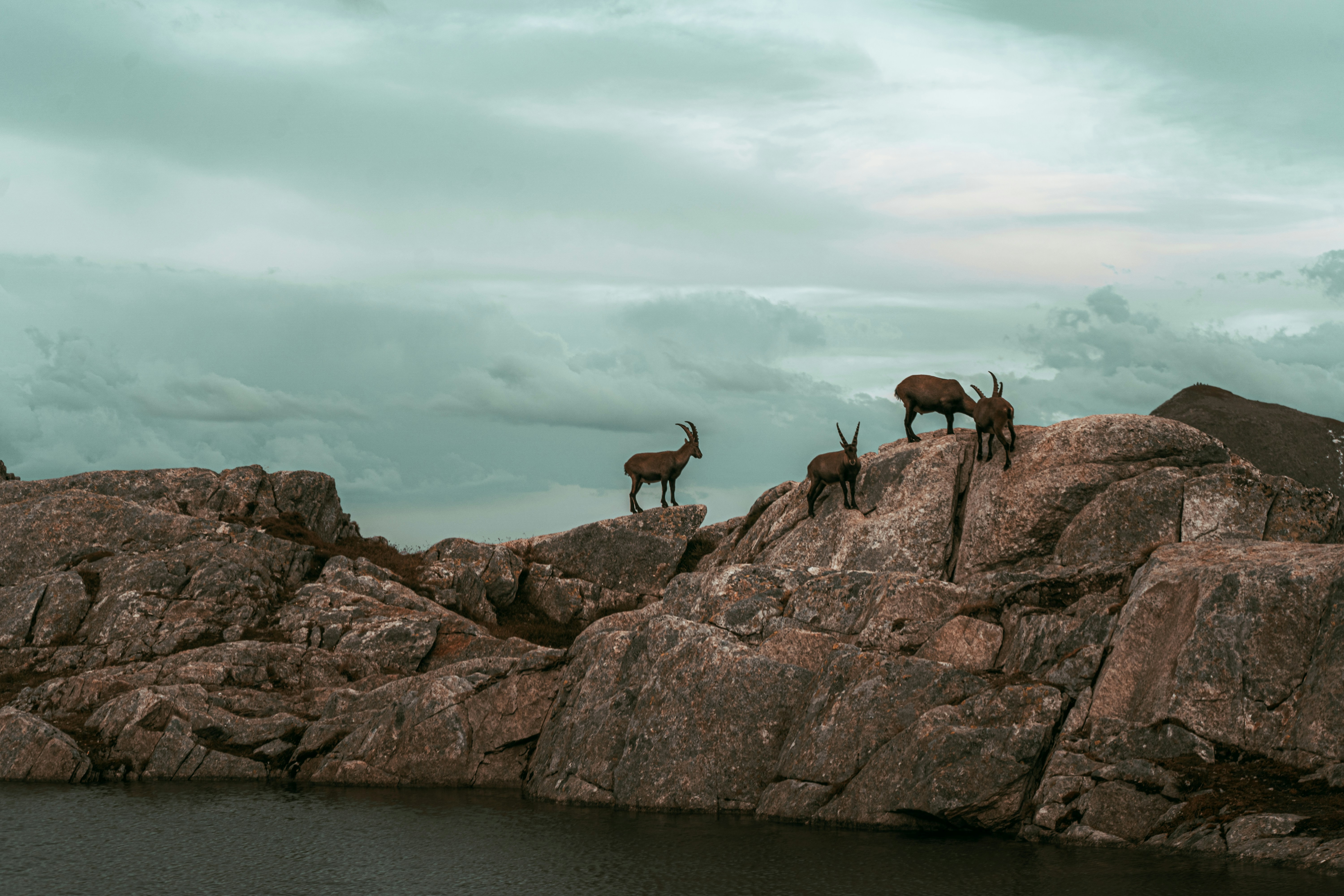 A group of animals on a rocky cliff by water photo – Free Animal Image ...