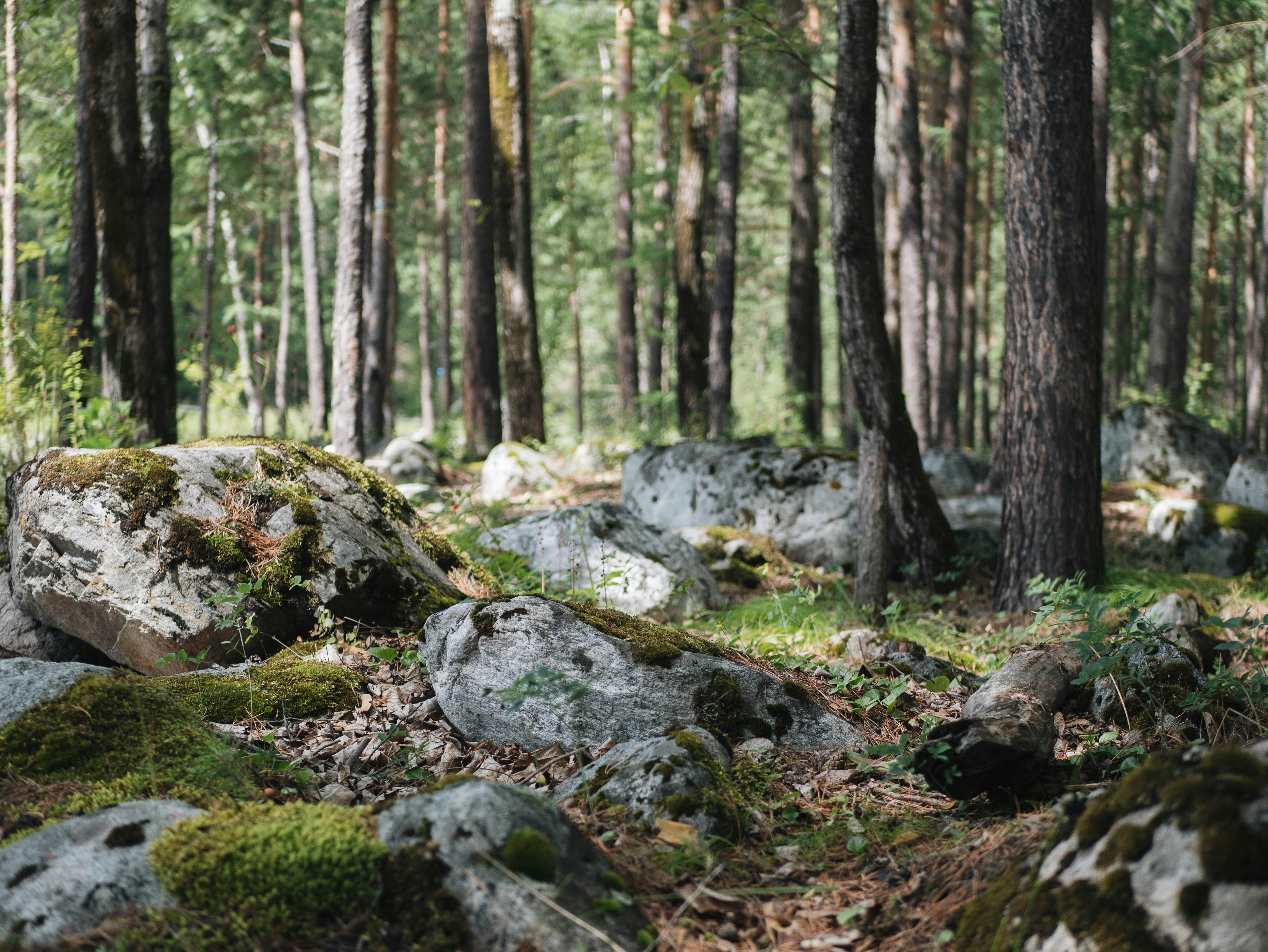 A forest with rocks and trees photo – Free Tree Image on Unsplash