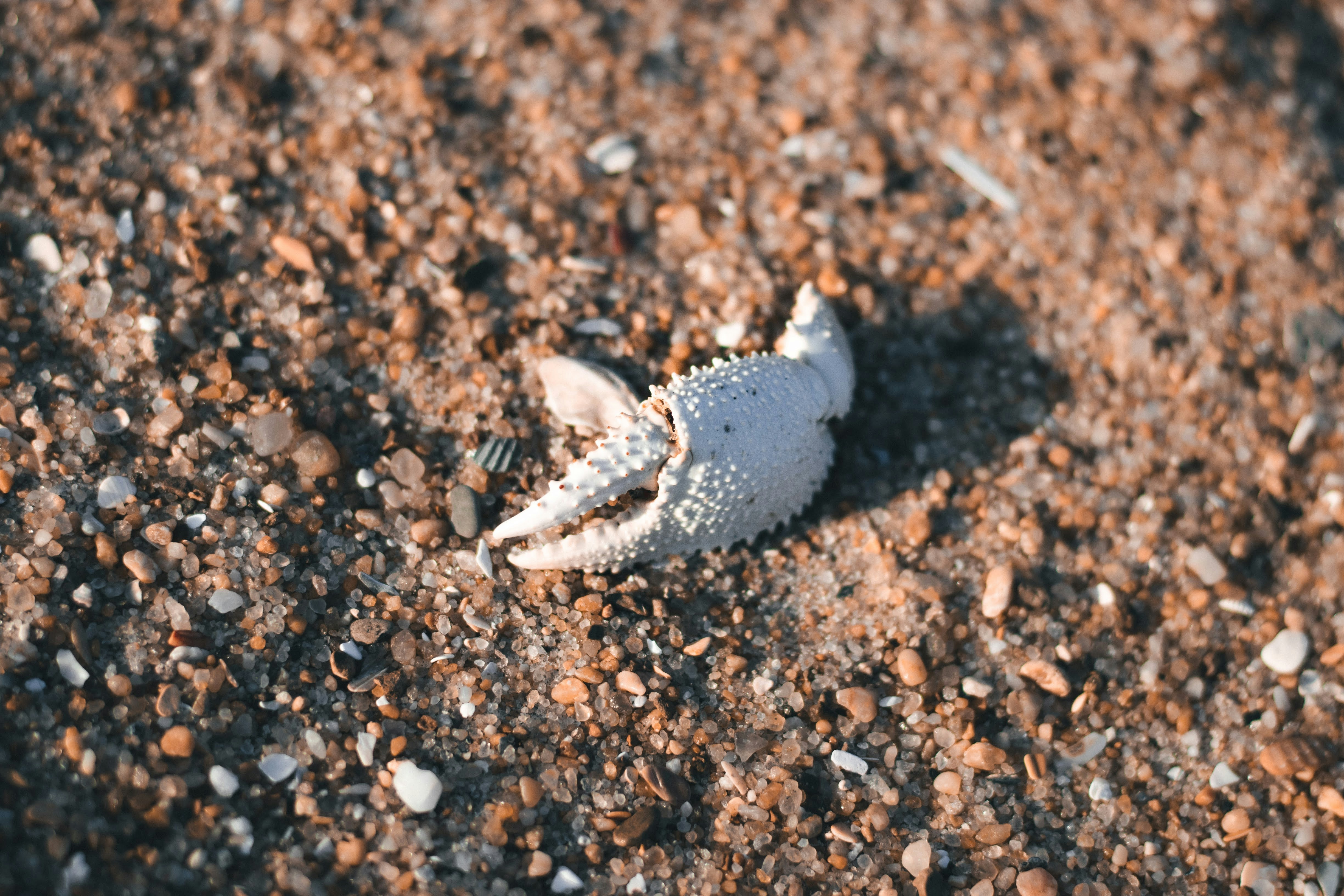 Whisper on Pebbles: A solitary white shell resting on sunlit beach gravel