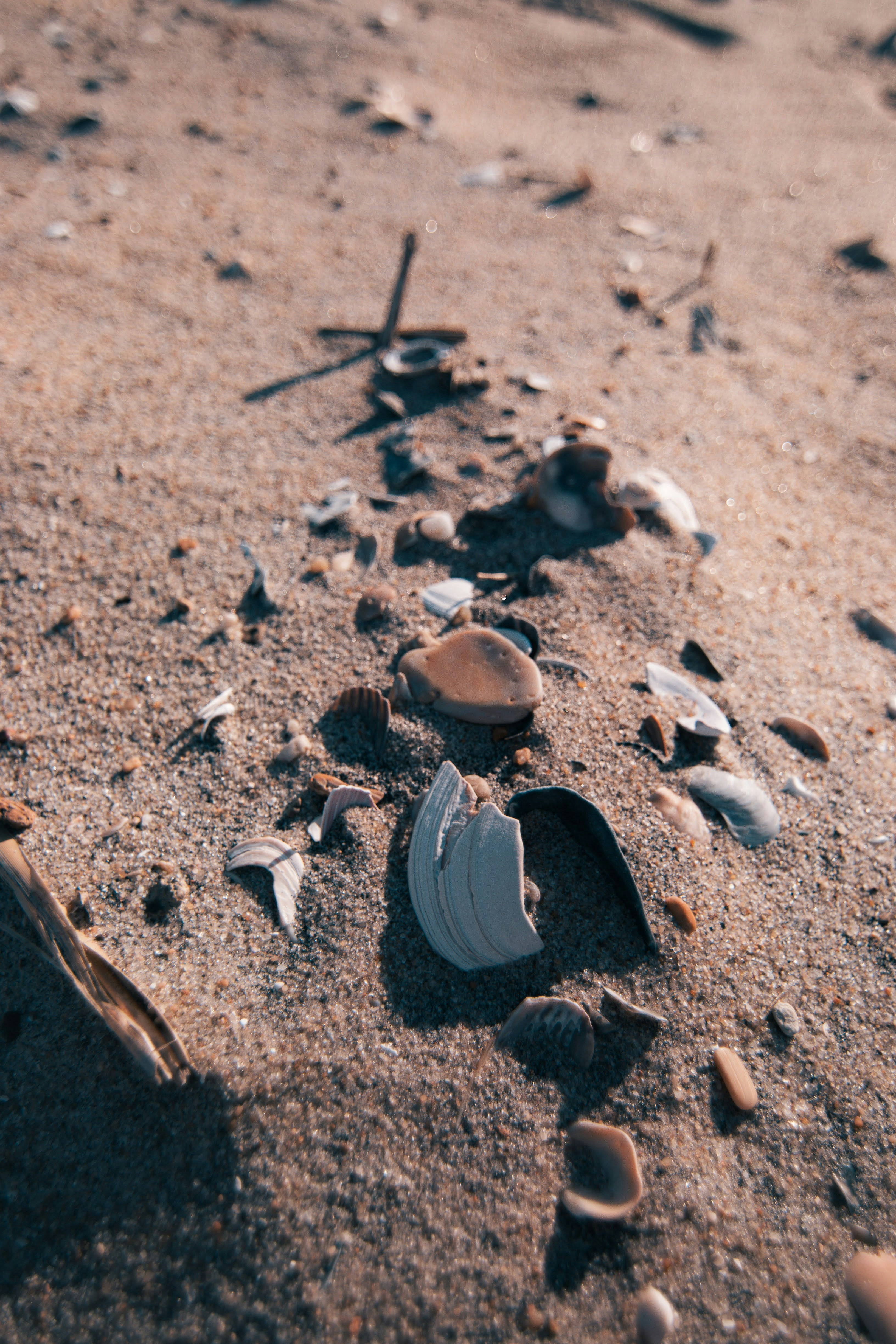 Whispering Shoreline: Seashell Necklace on Sun-Browned Sand