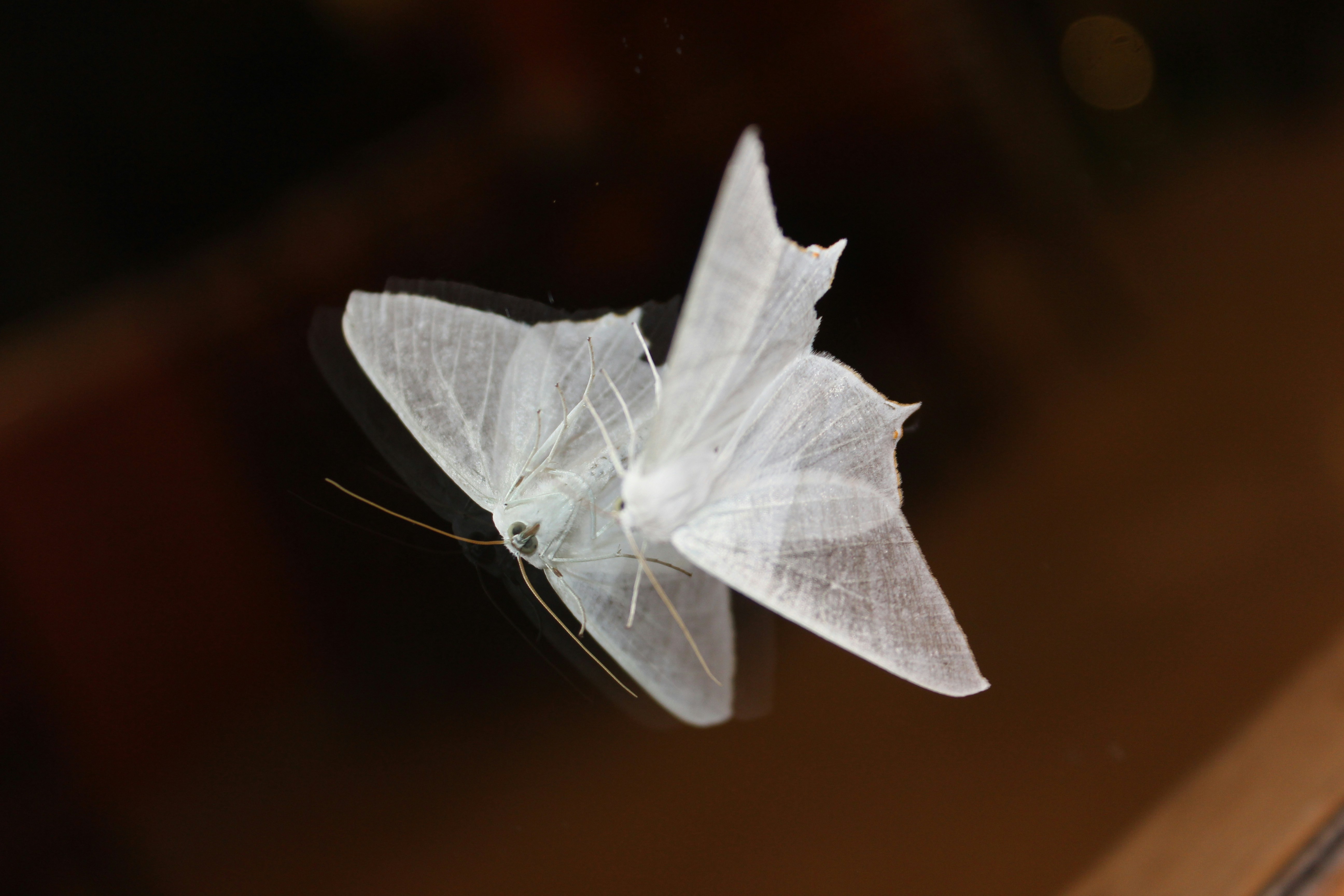 a white leaf on a red background