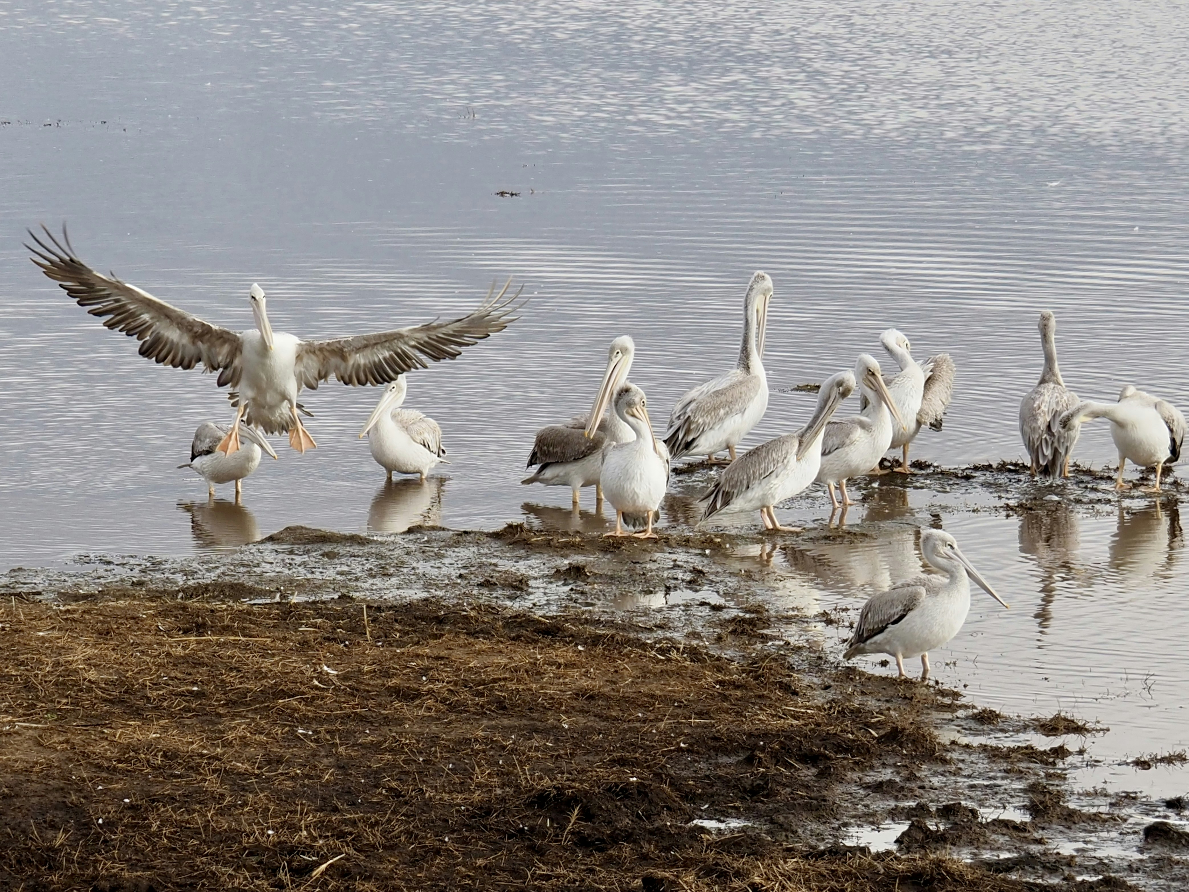 A group of pelicans wading in shallow water, with one gracefully spreading its wings, creating a dynamic scene of avian interaction.