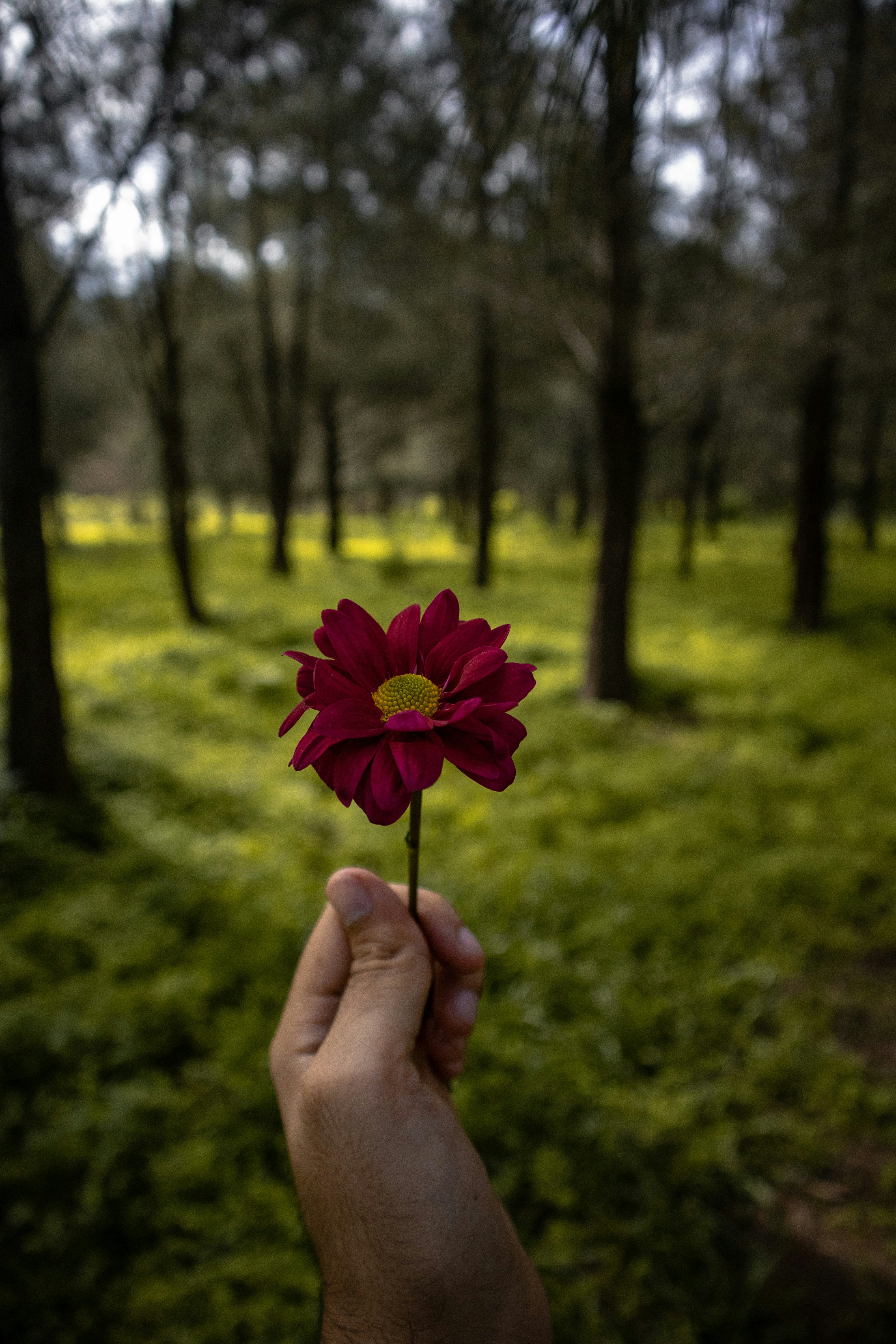 Handheld Bloom: A Deep Magenta Flower Held Against a Forest Backdrop