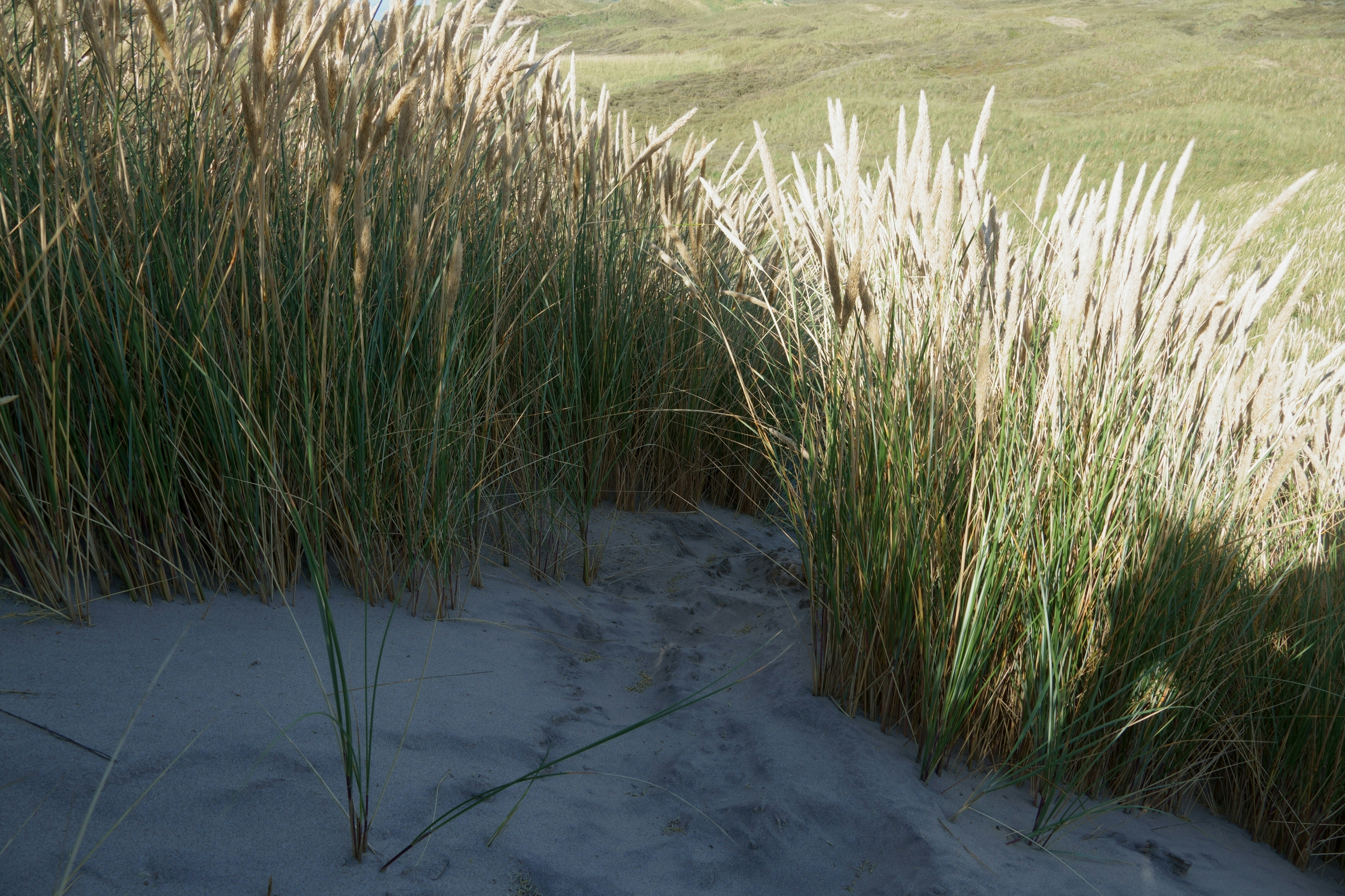 Edge of Light: Sunlit Beach Grasses Framing a Quiet Dune
